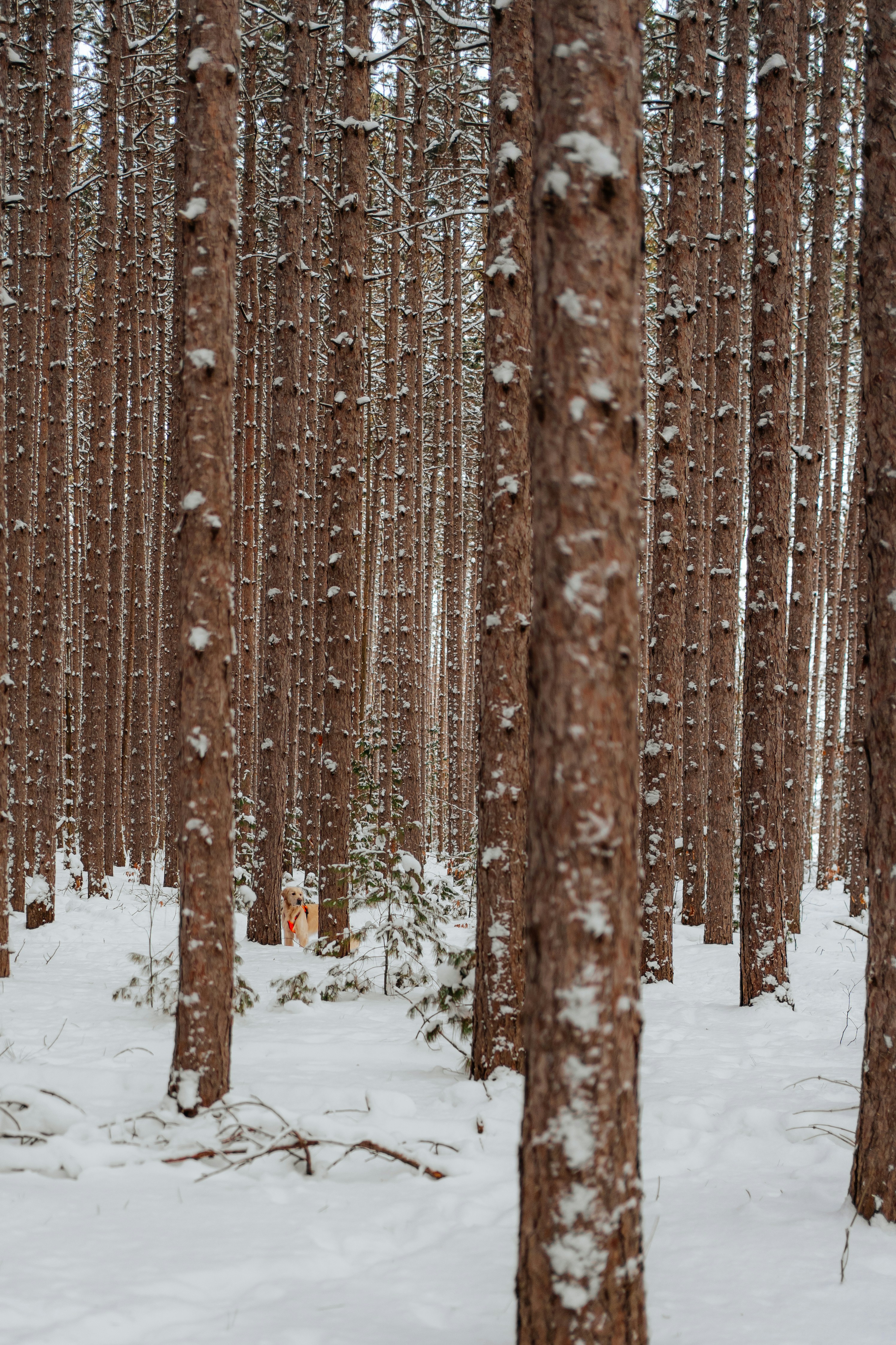 Hidden Sentinel: A Dog in the Snow-Nestled Pine Forest