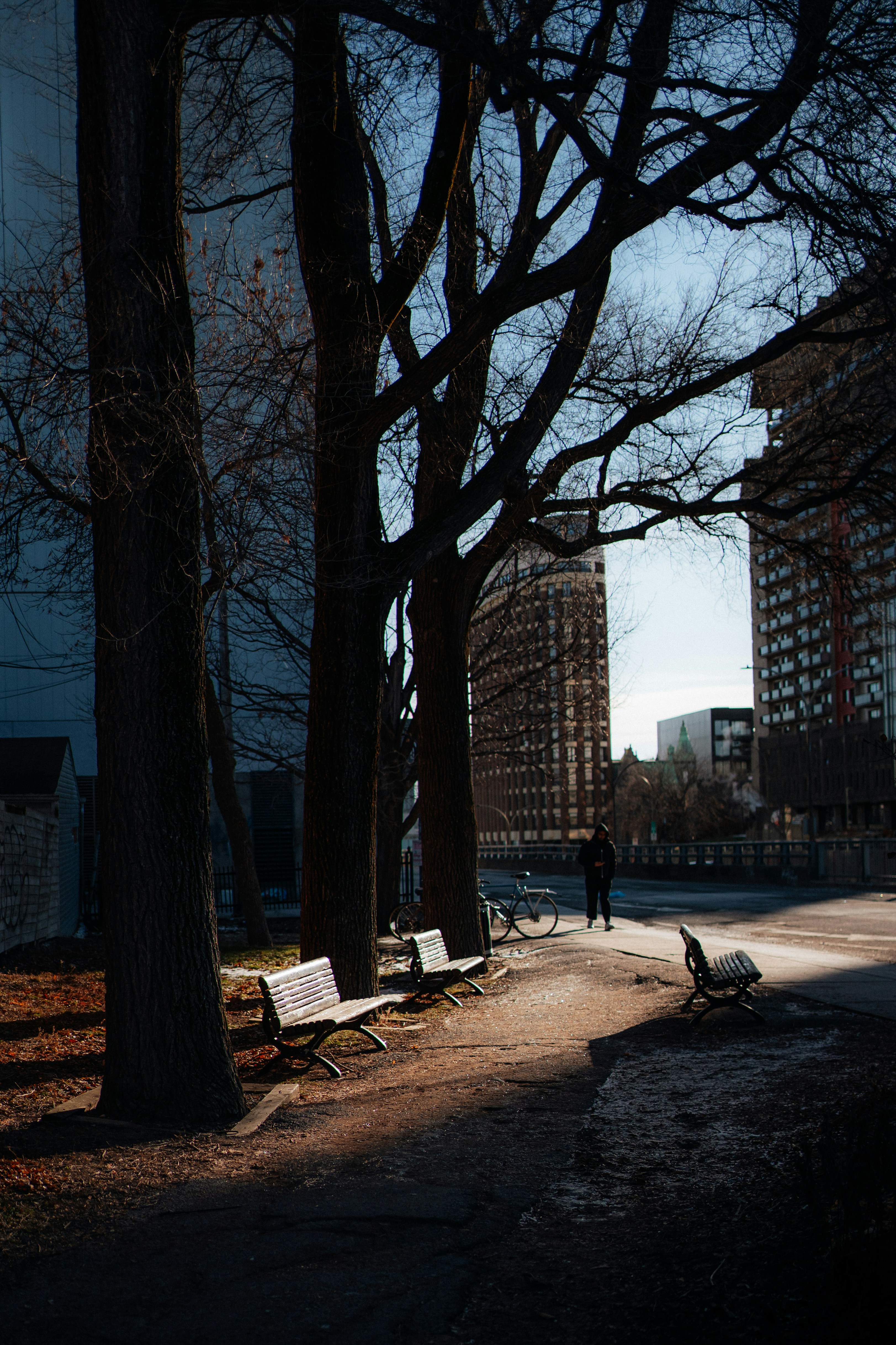 Urban Trees and Benches: Quiet Path Through Evening Light