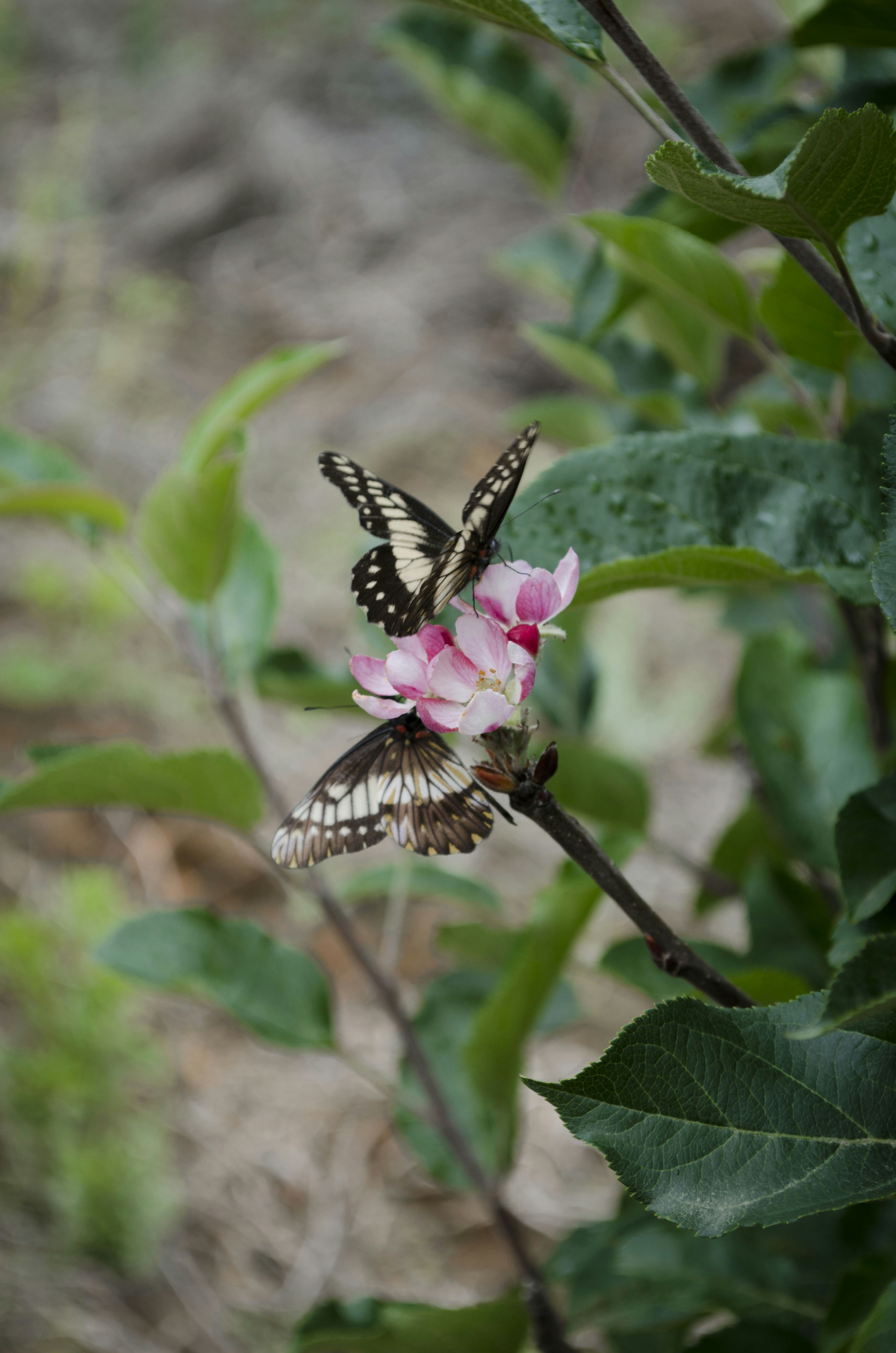 Crimson Bloom Rendezvous: Butterflies on a Pink Blossom