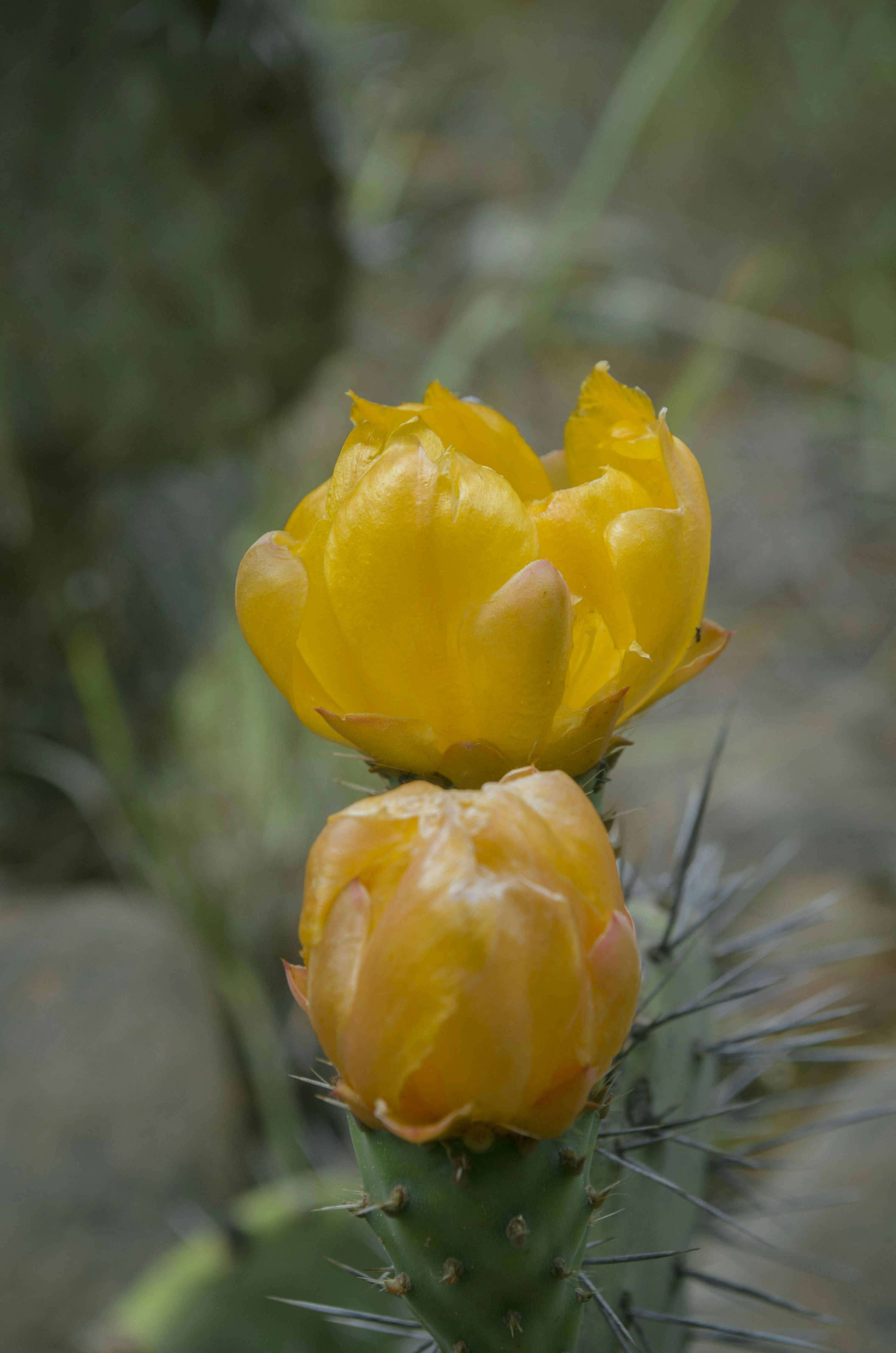 Golden Bloom on a Thorny Stalk