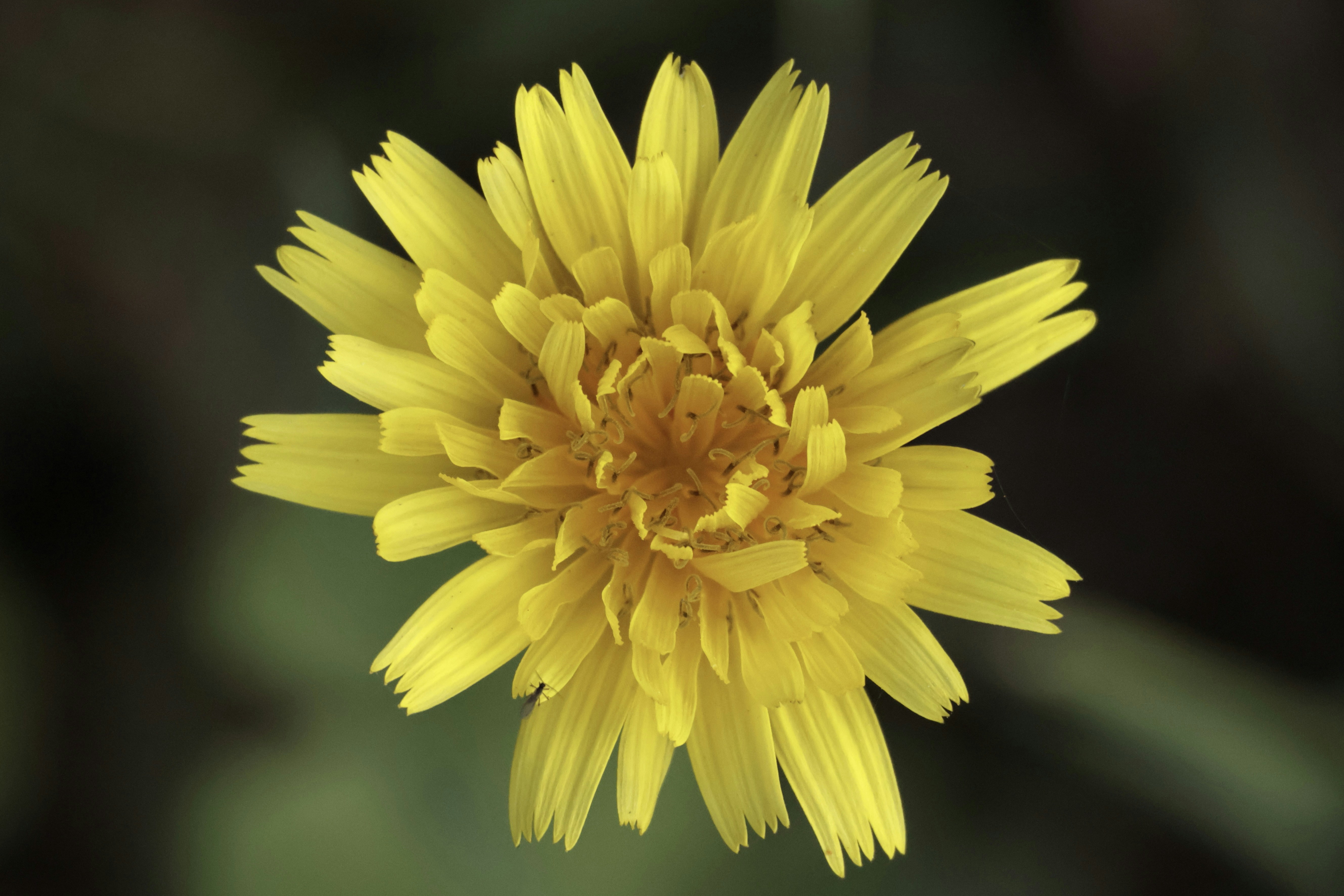 Sunlit Yellow Core: A Close-Up Bloom in Sharp Focus