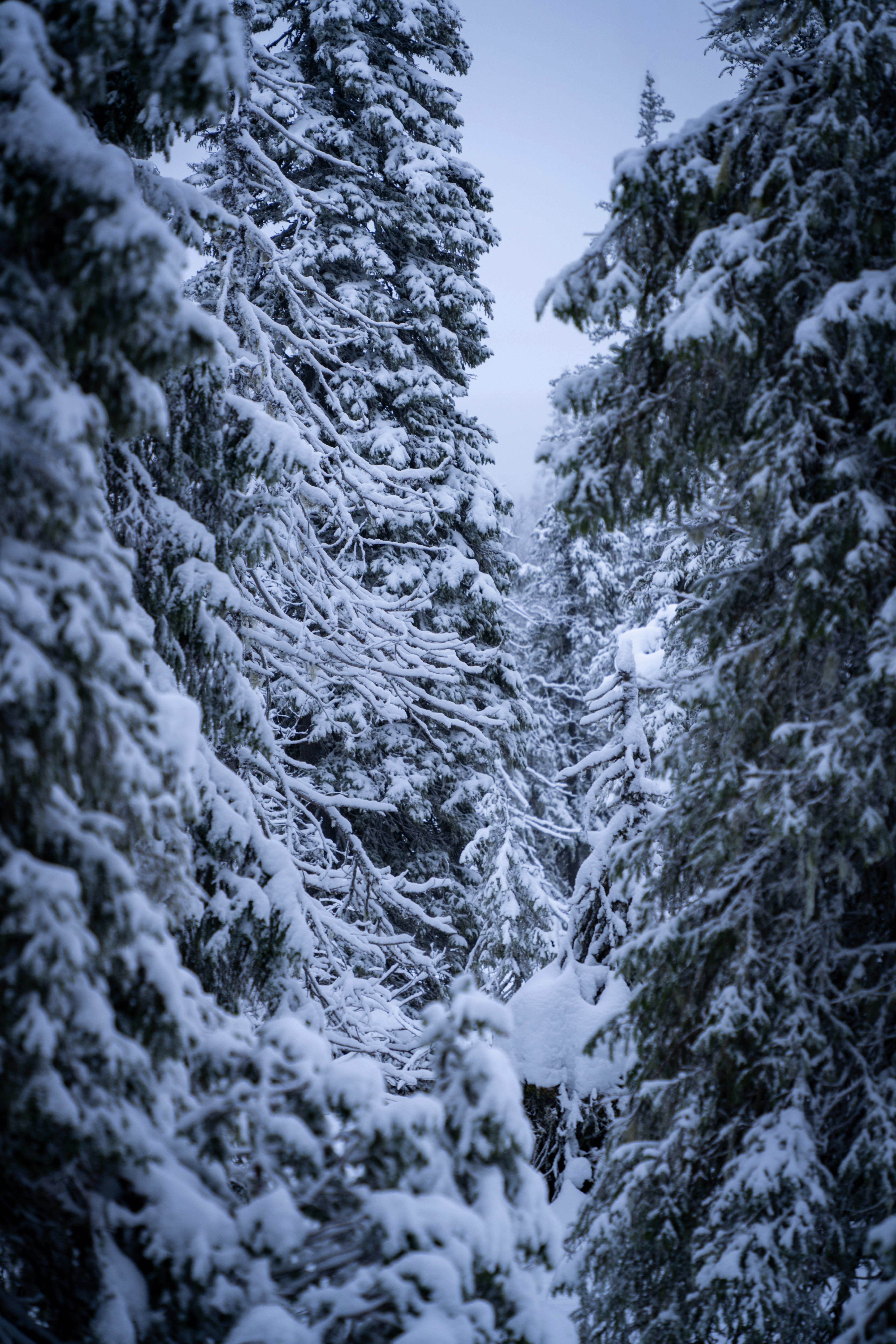 Snow-Crowned Pines: A Narrow Forest Corridor