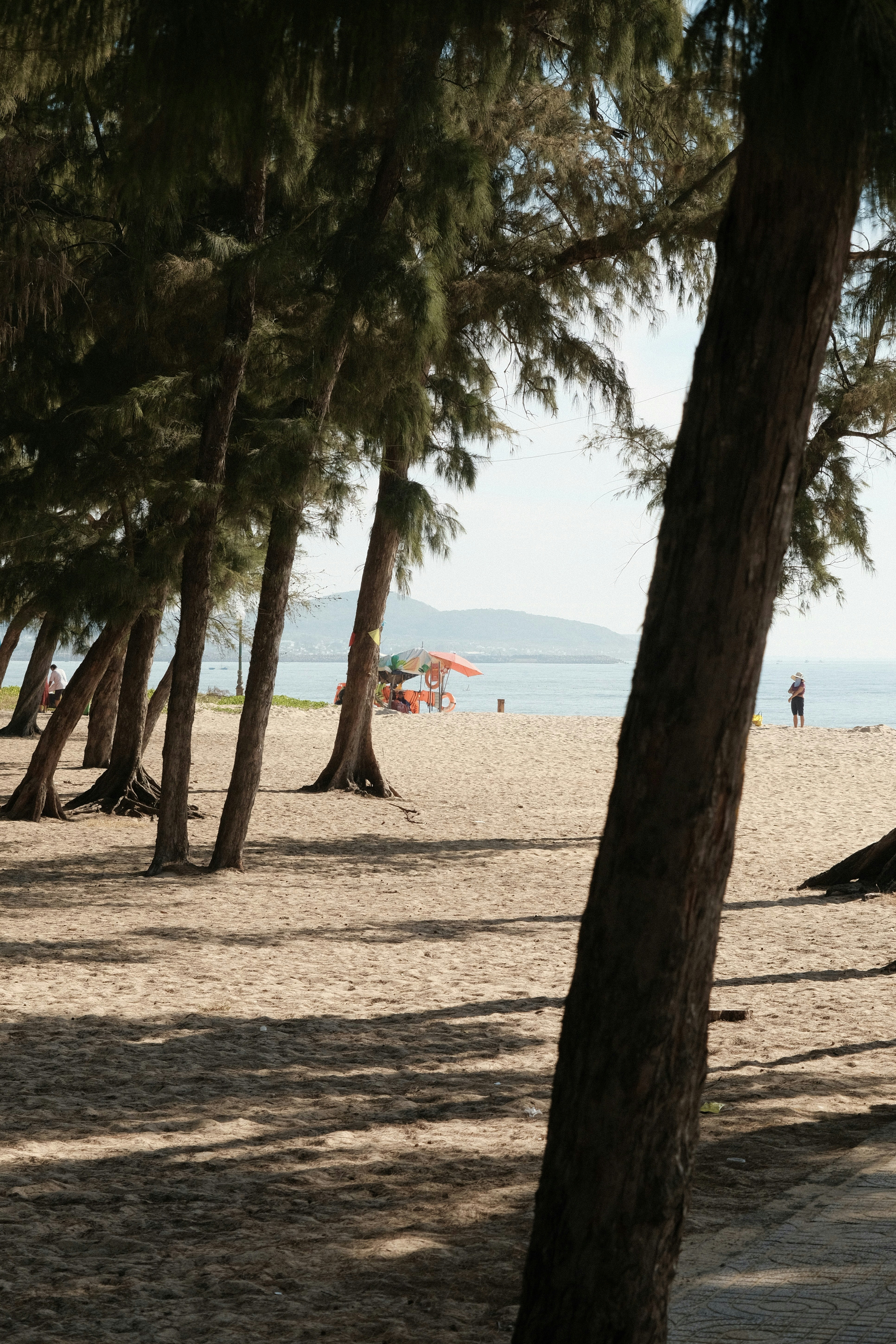 Sunlit Beach Orchard: Sandy Shore Through a Line of Pines