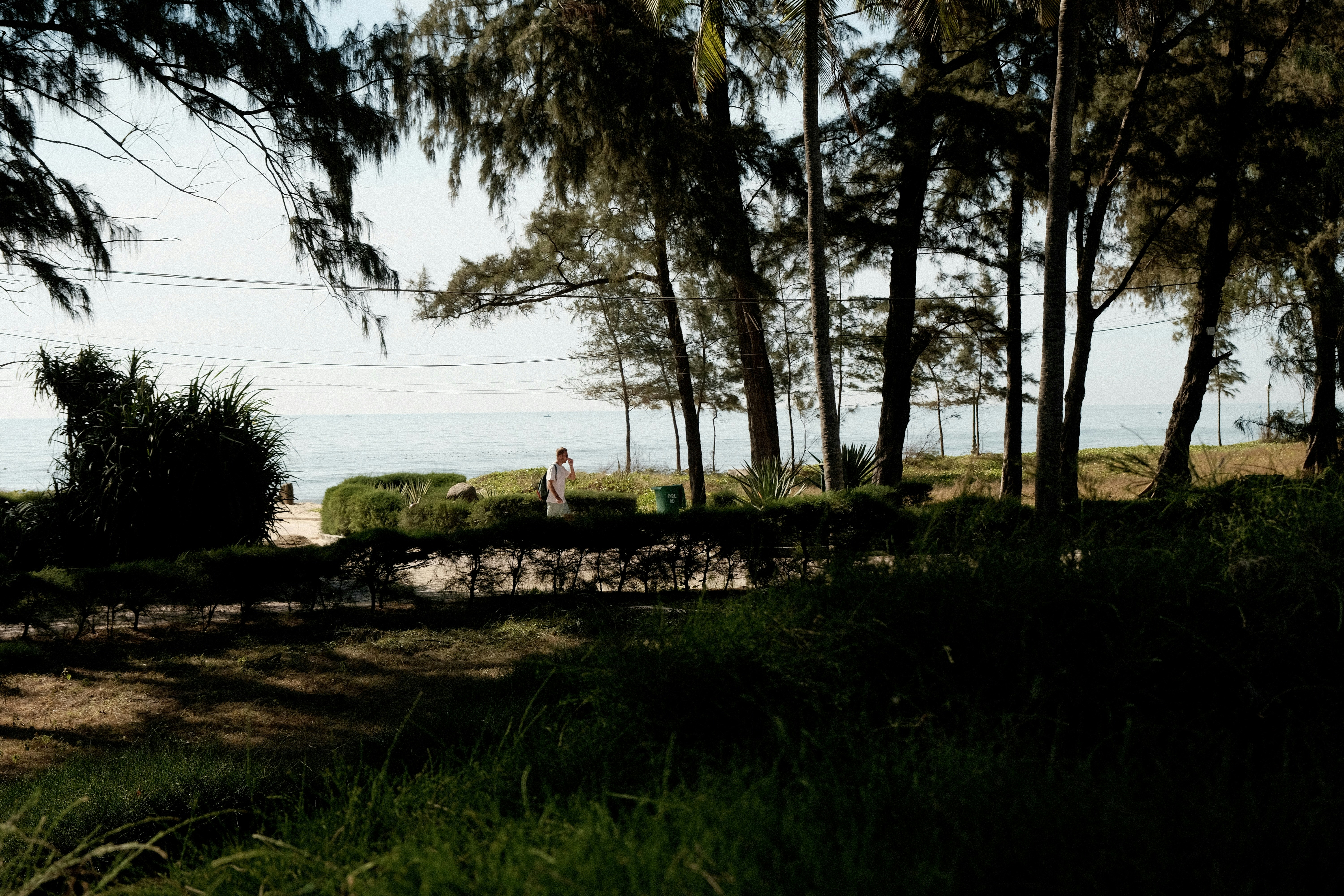 Shadows by the Sea: A Quiet Coastal Path Hidden in Pines