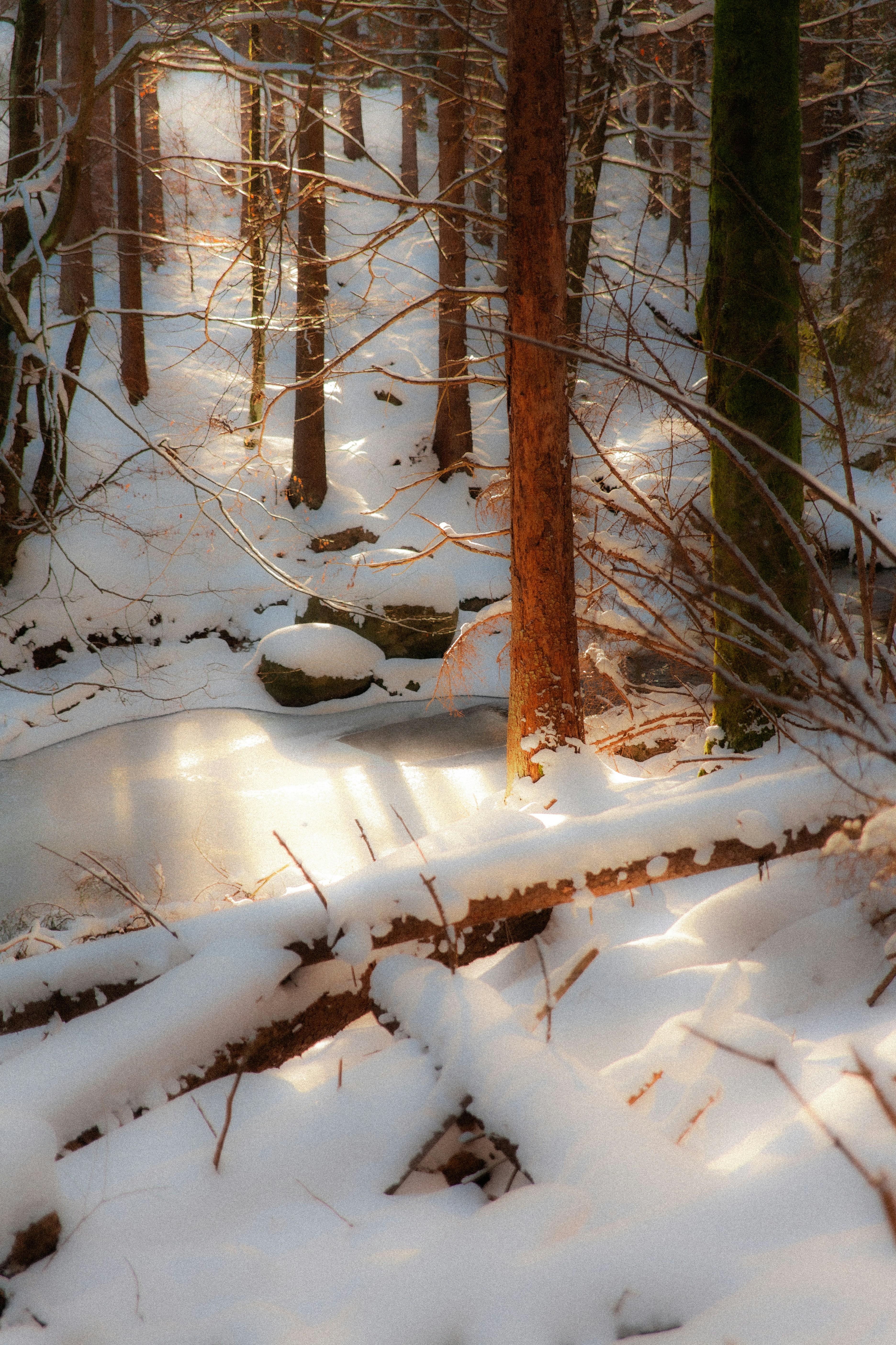 Winter Light Through Snow-Covered Pines