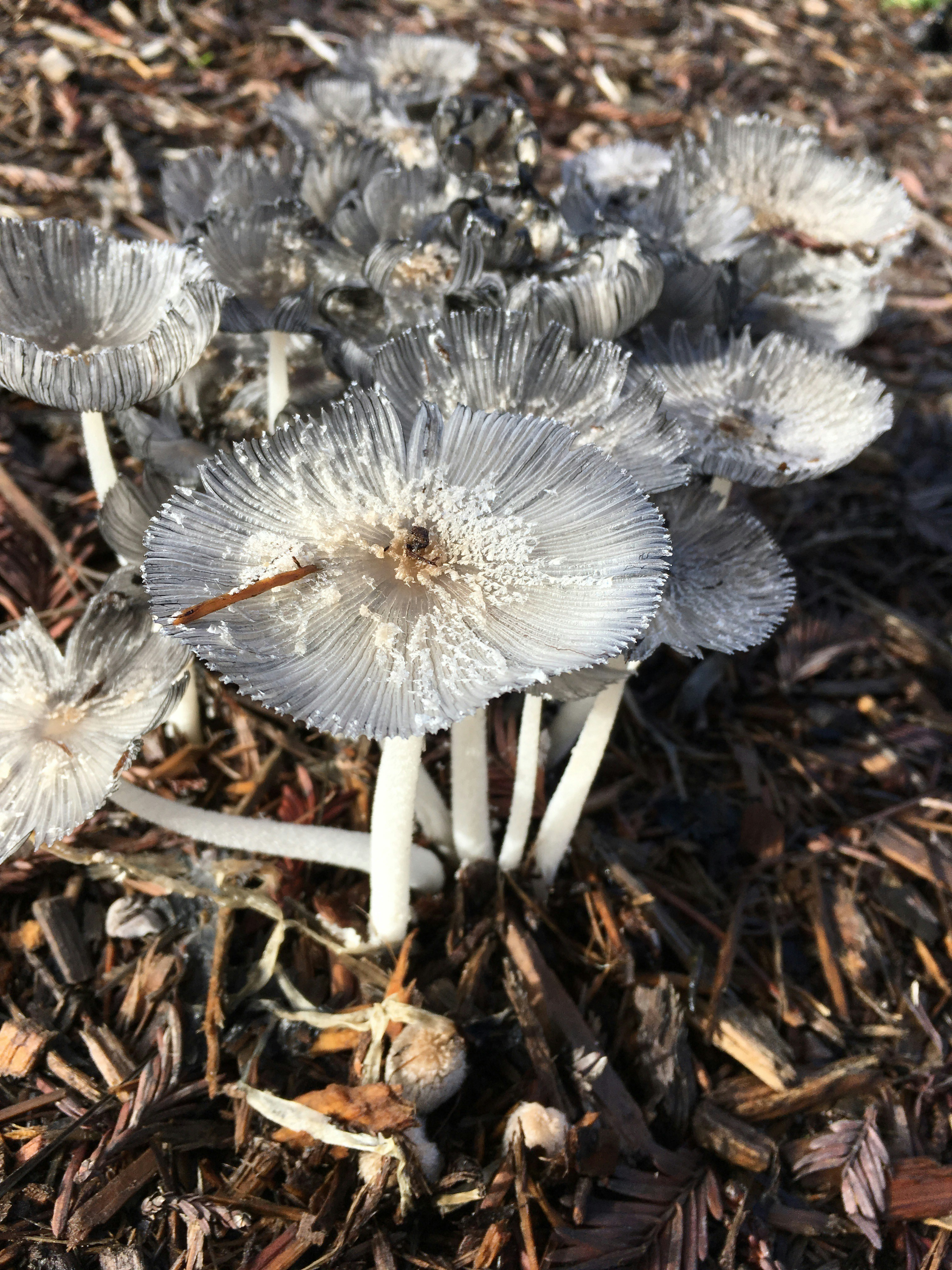Frosted Daisies of the Forest Floor