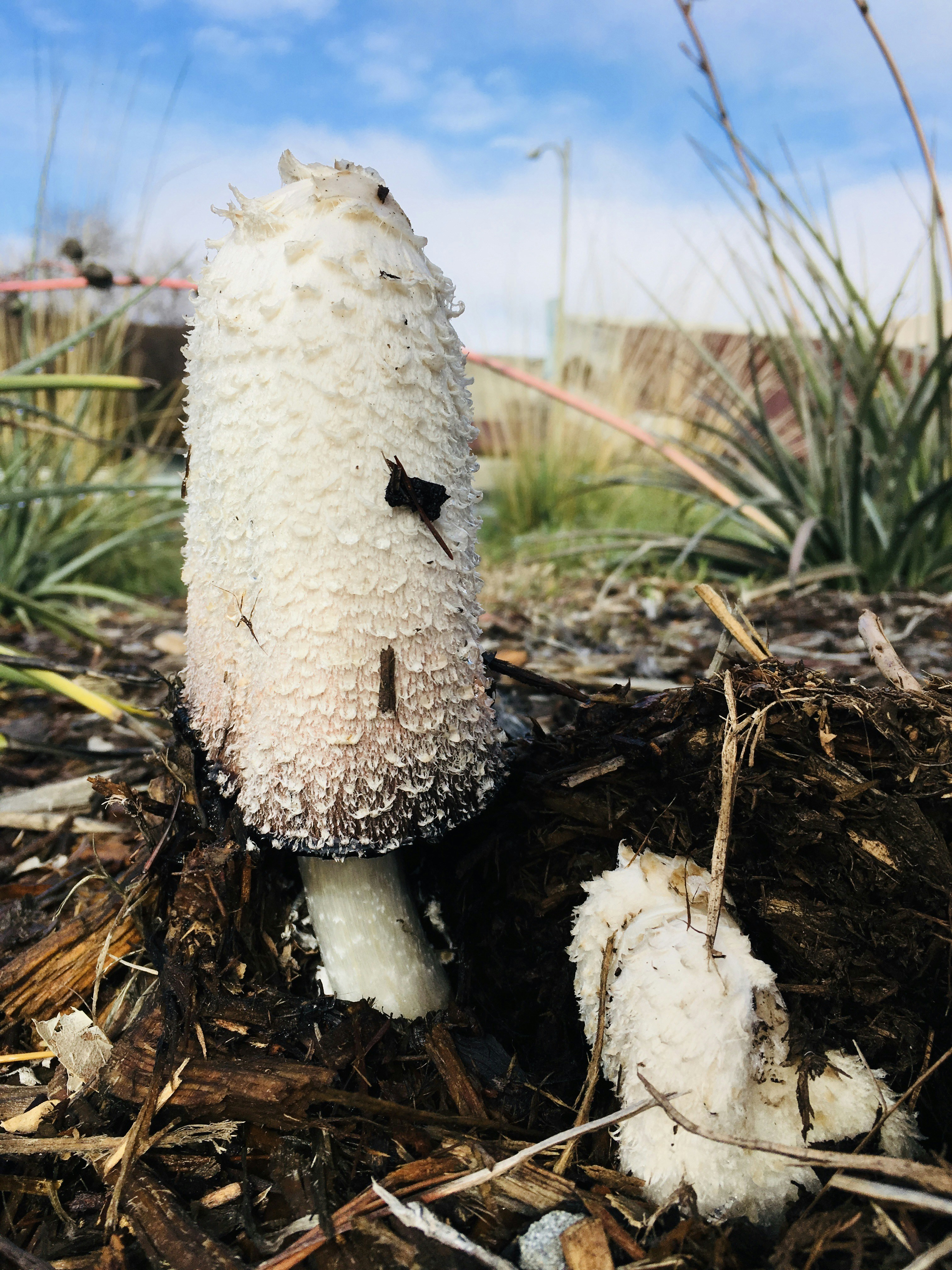 Cold-White Puff: A Solo Mushroom Stands Tall in Sunlit Mulch