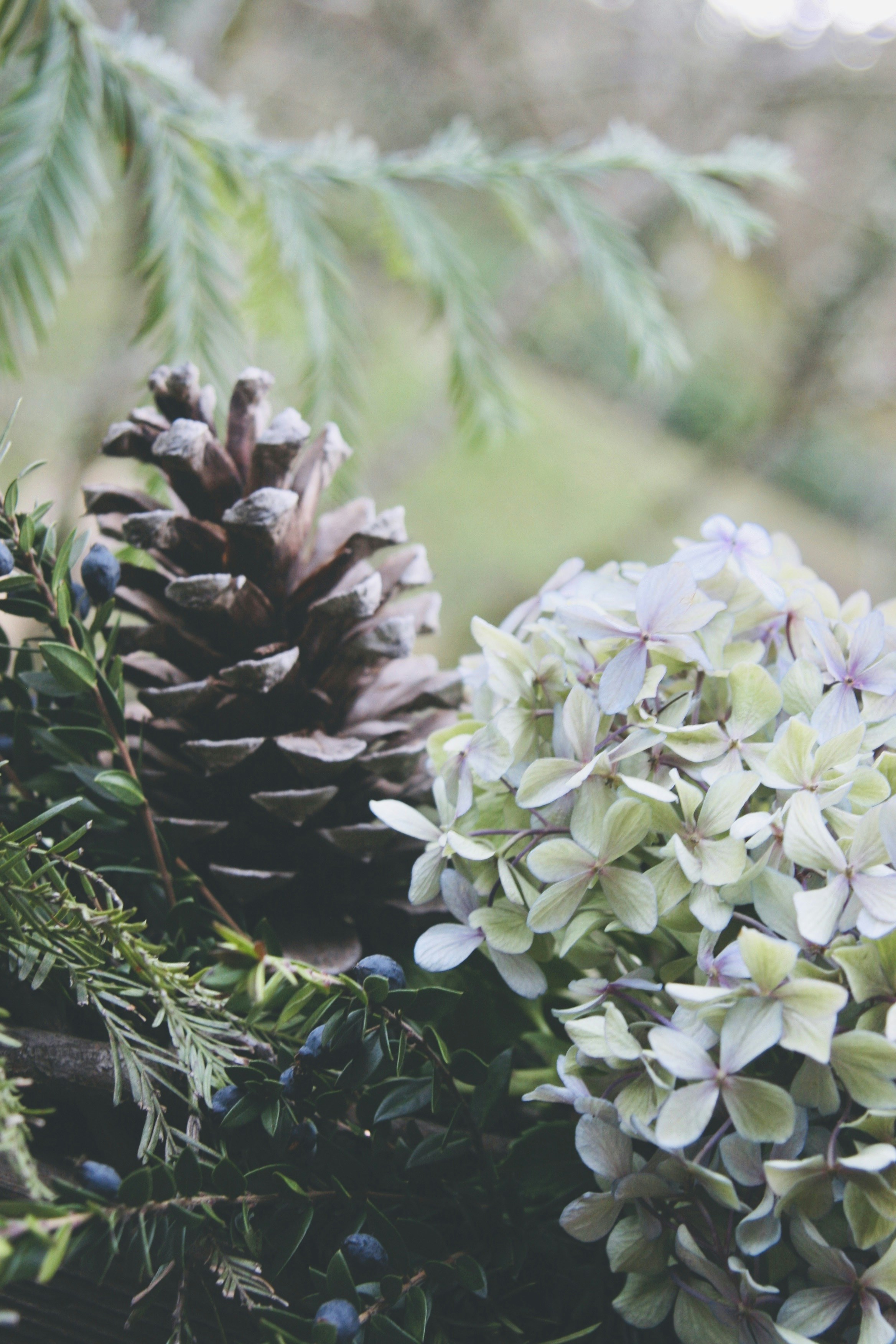 Hydrangea and Pinecone Still Life in Soft Sunlit Greens