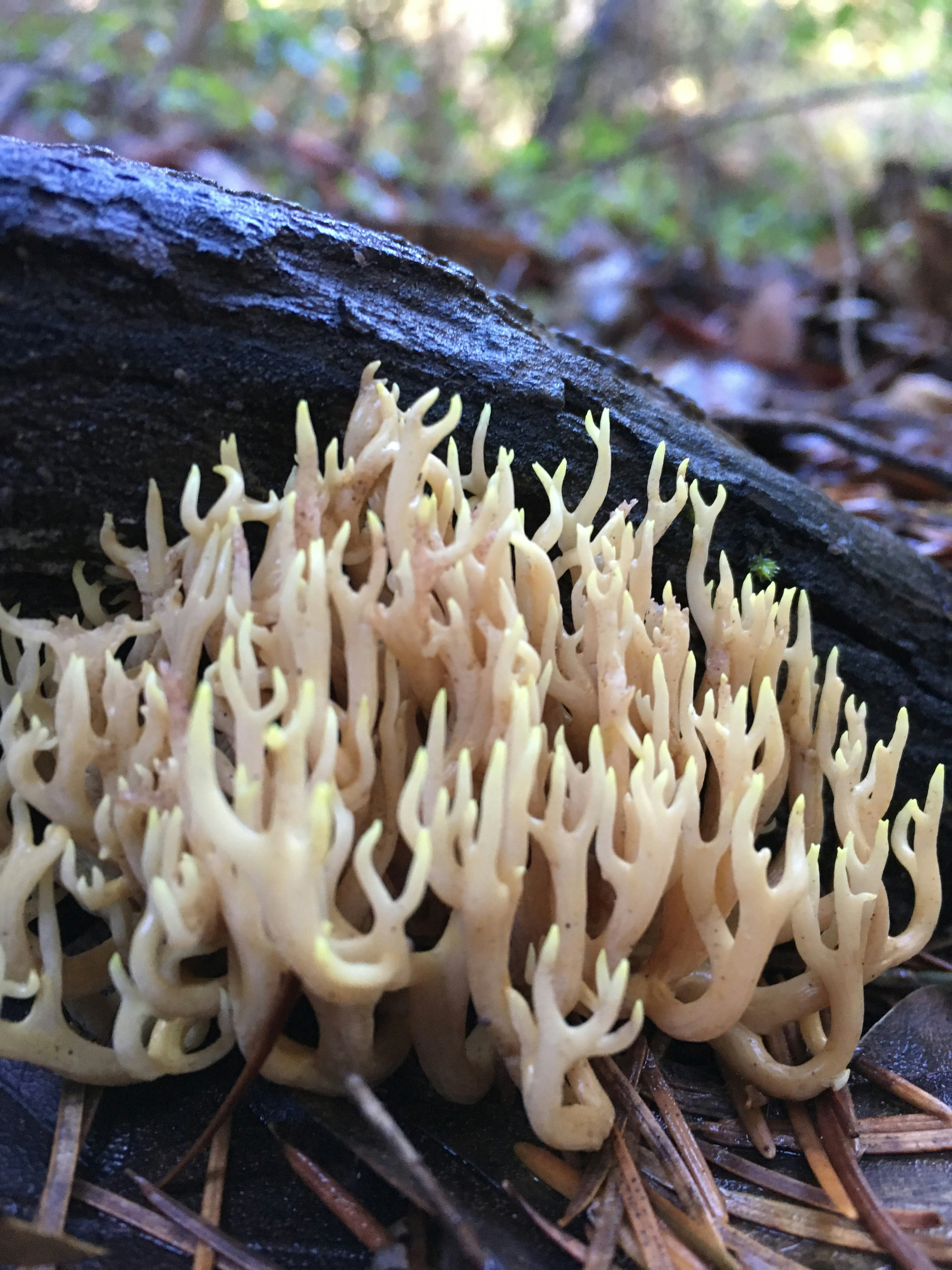 Cream Coral Fungus Reaching Toward Sunlit Forest Floor