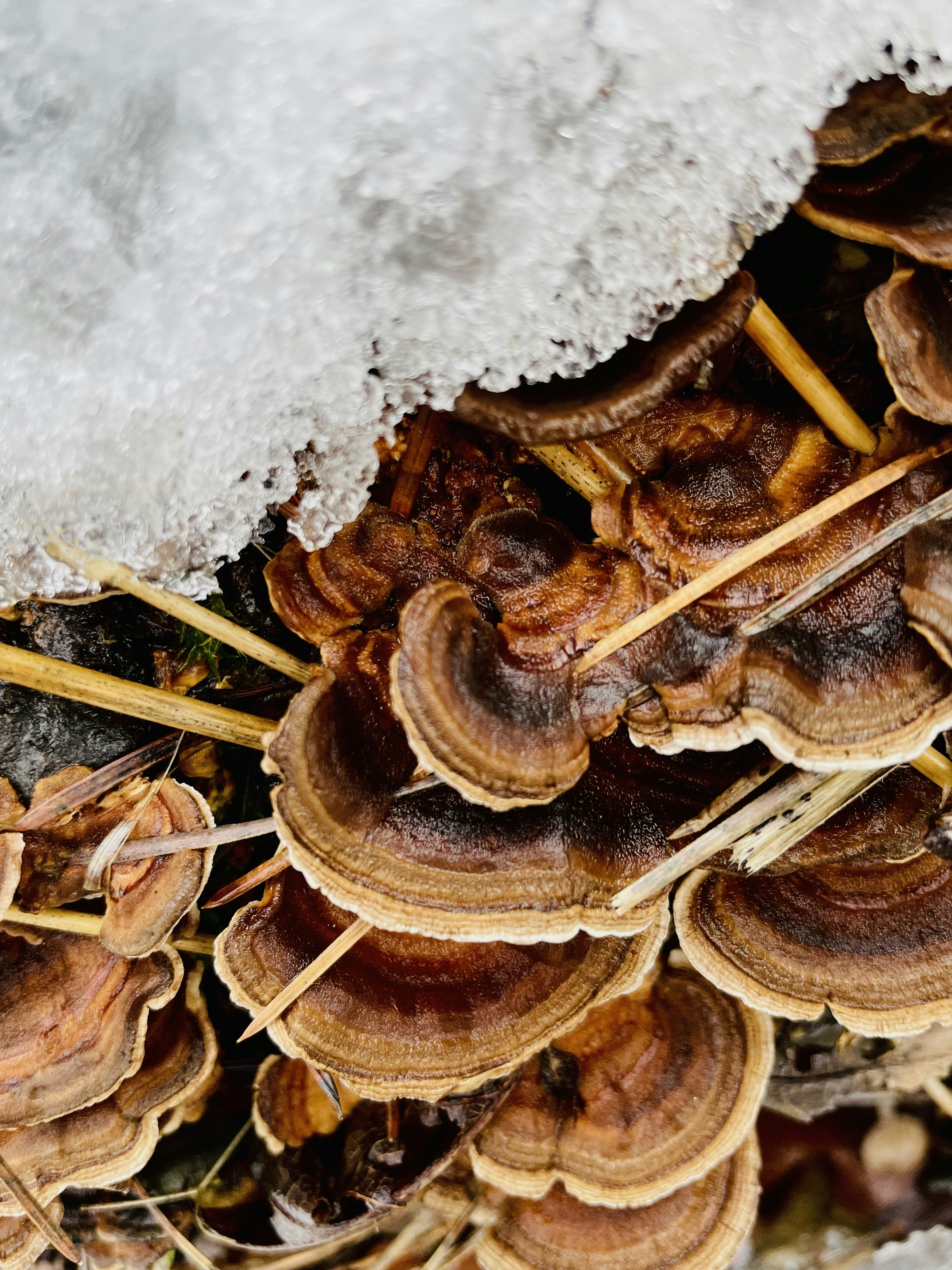 Brown Shelf of Winter: Fungi Fronds Under Snow Light