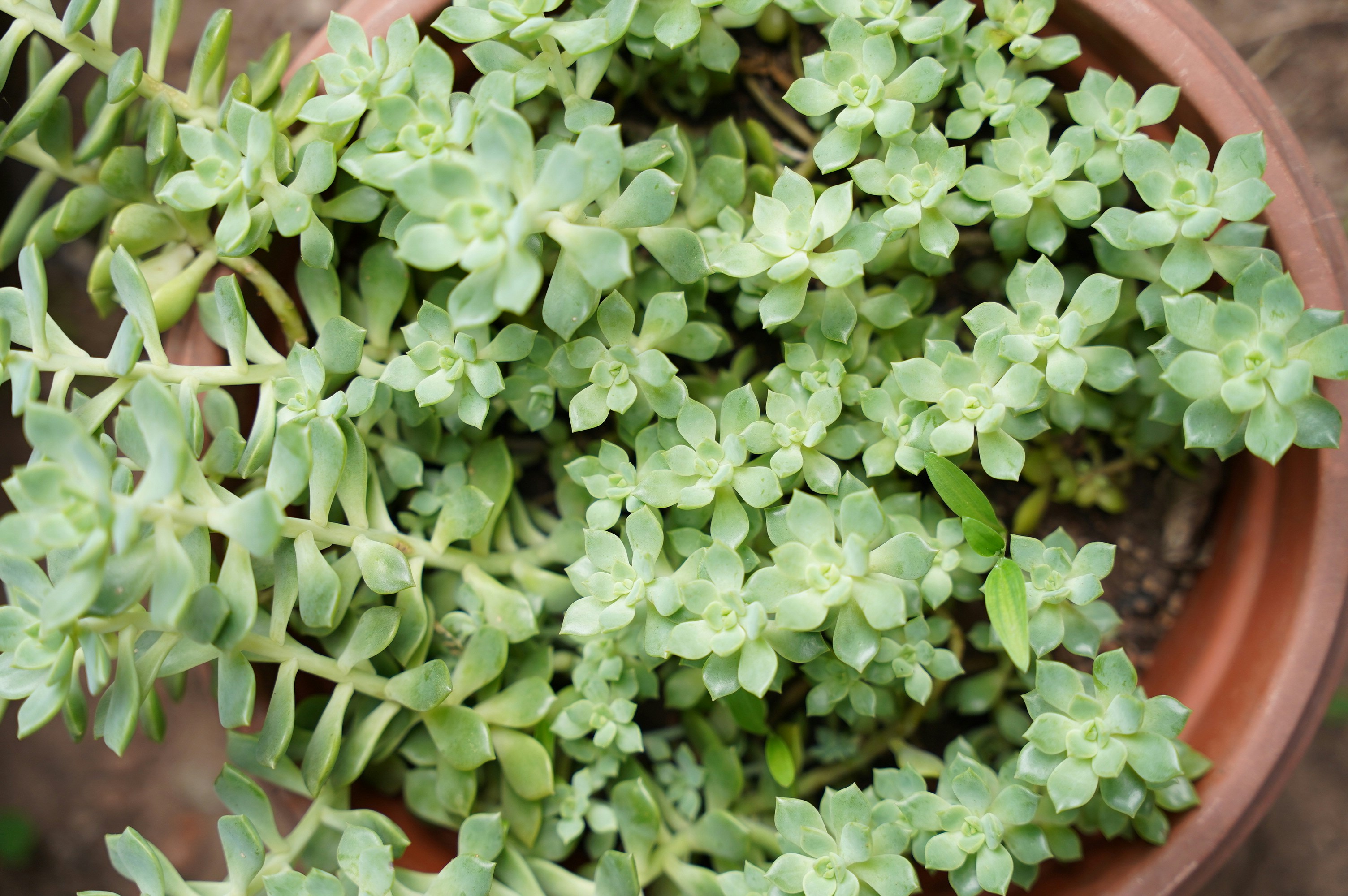 Succulent Tapestry in a Terracotta Oasis