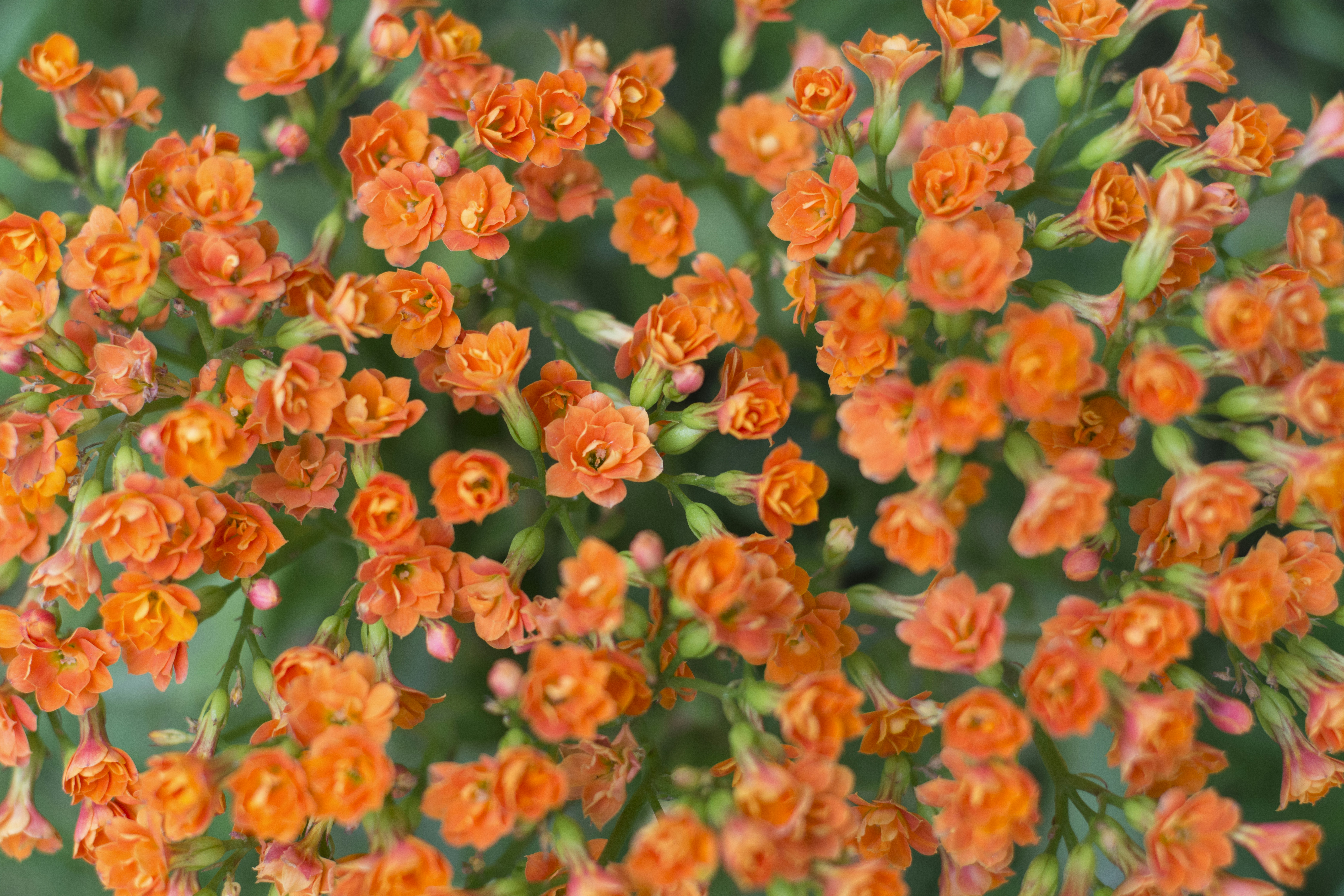 Vibrant Orange Bloom Field: A Sea of Tiny Roses