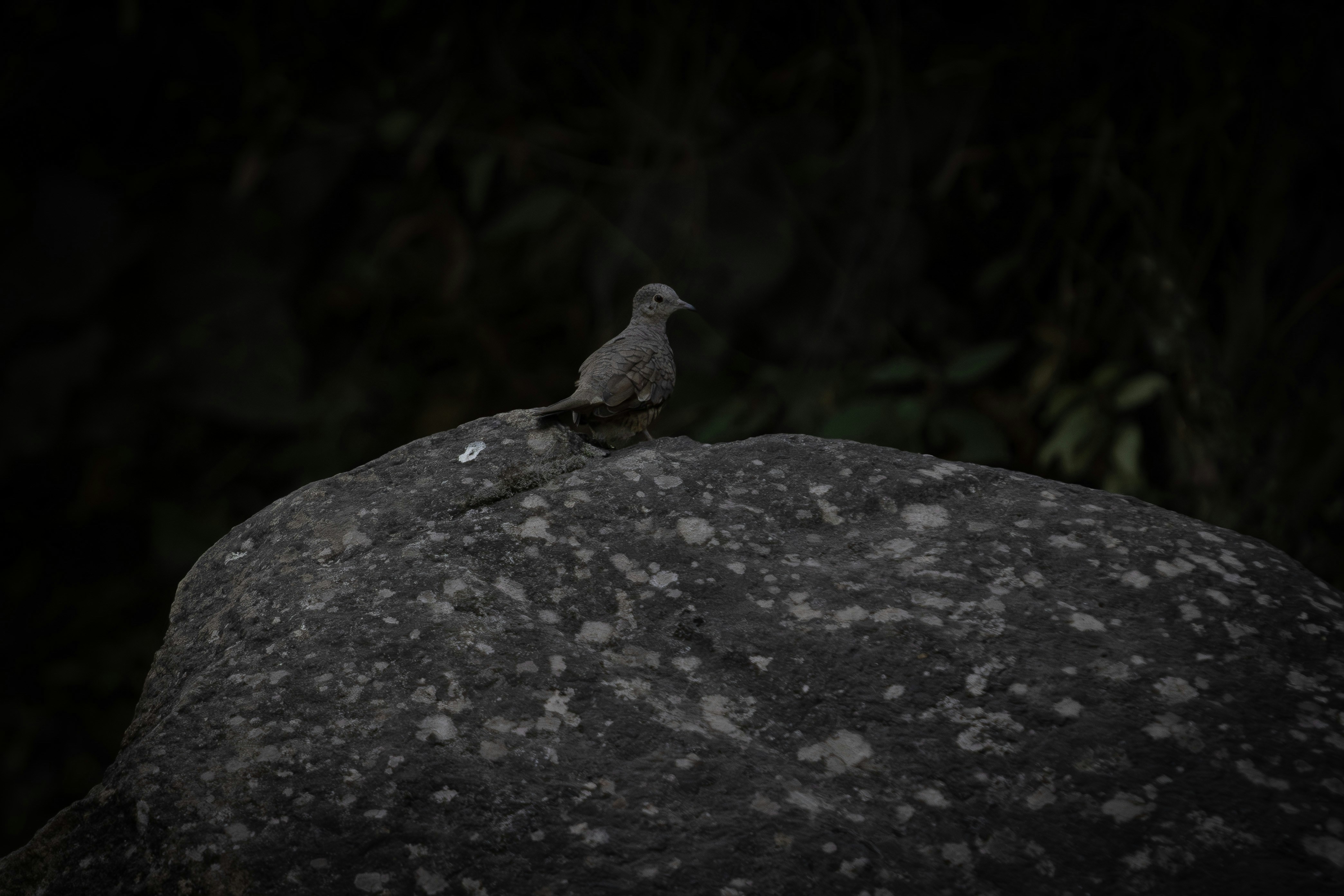 Rock Sentinel: A Sparrow on the Giant Bolder