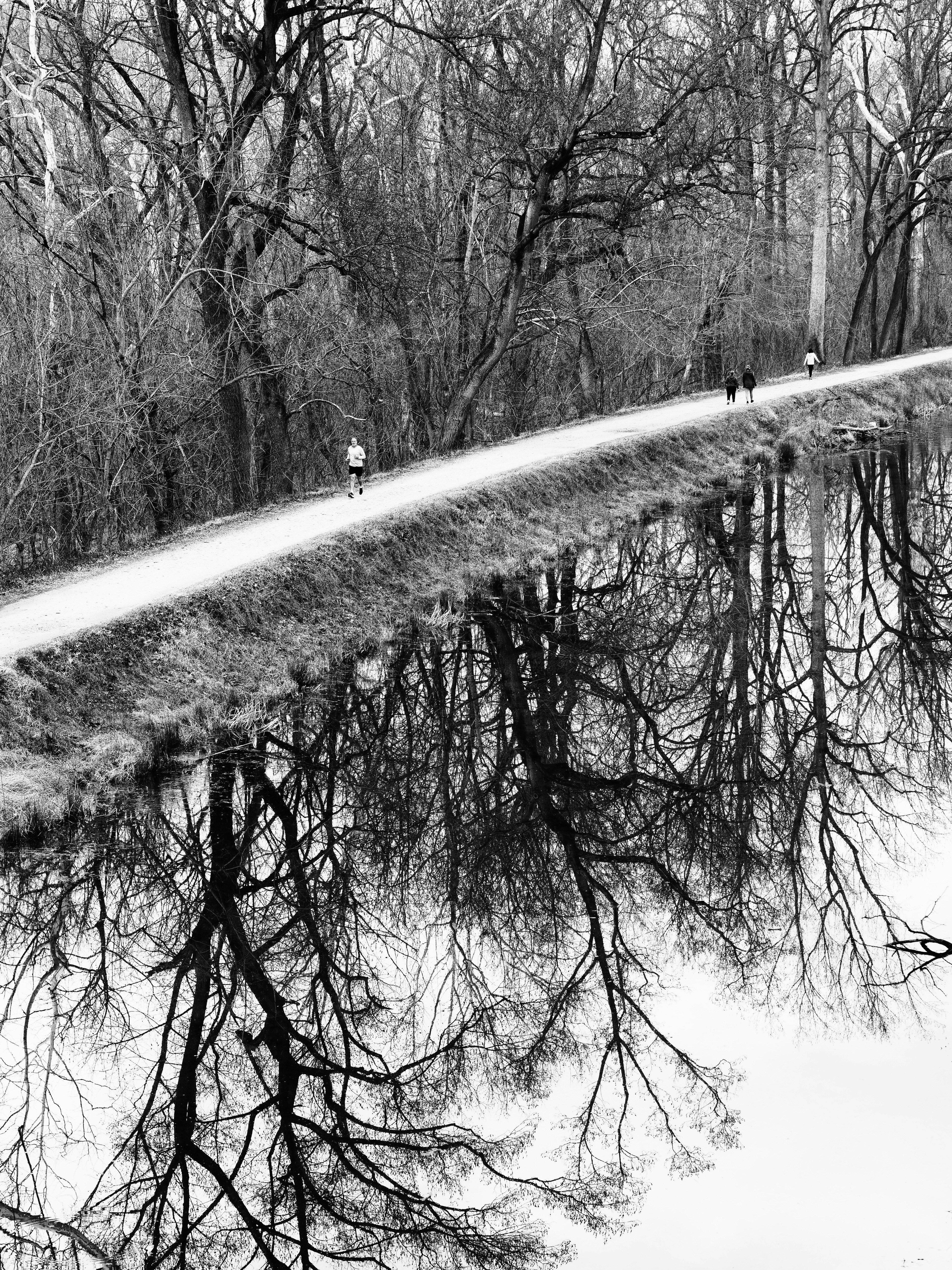 Mirror Trail: A Line of Trees and Footsteps Across a Quiet Path