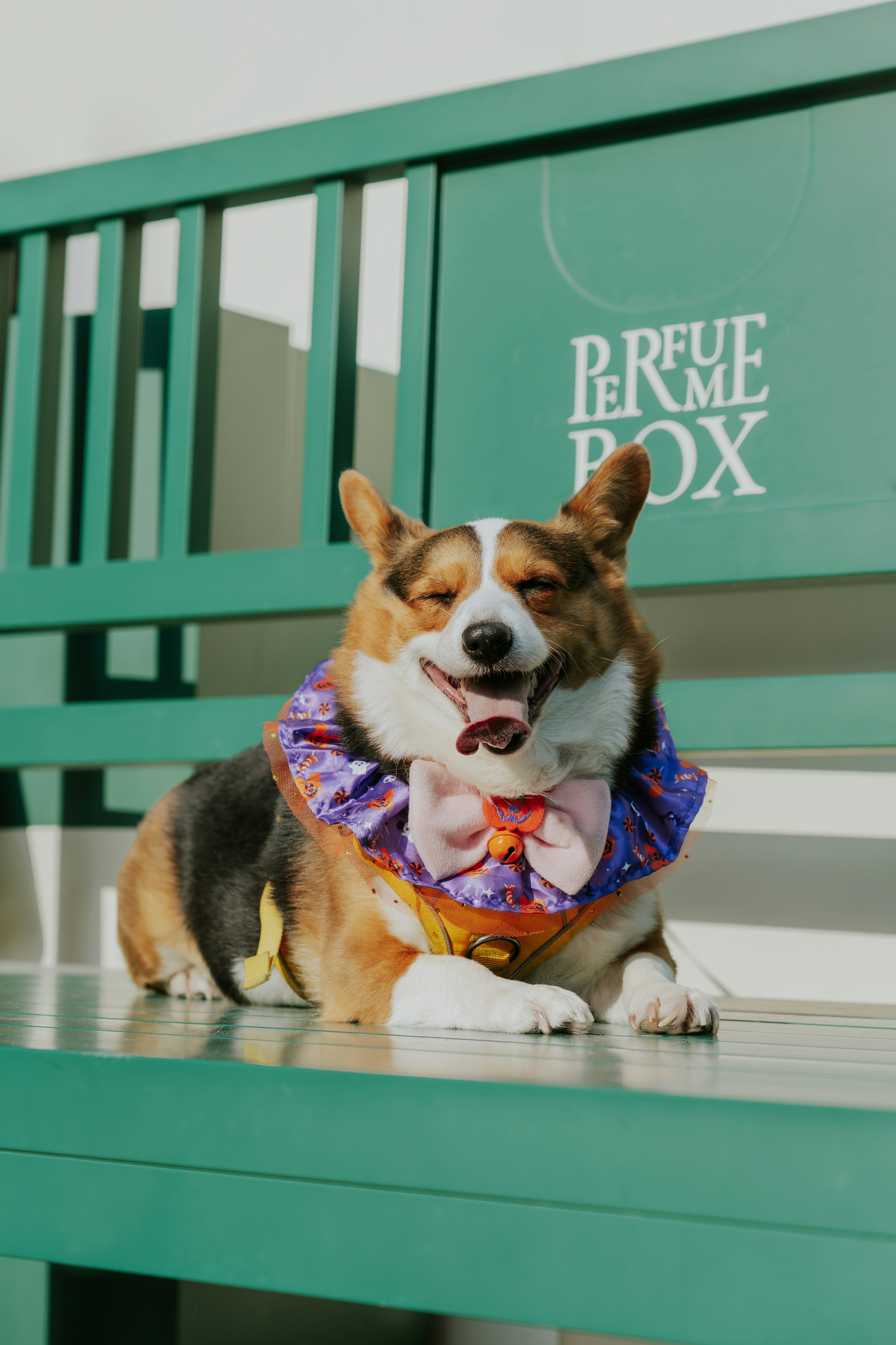 Happy corgi wearing a colorful collar on a bench photo – Free Animal ...