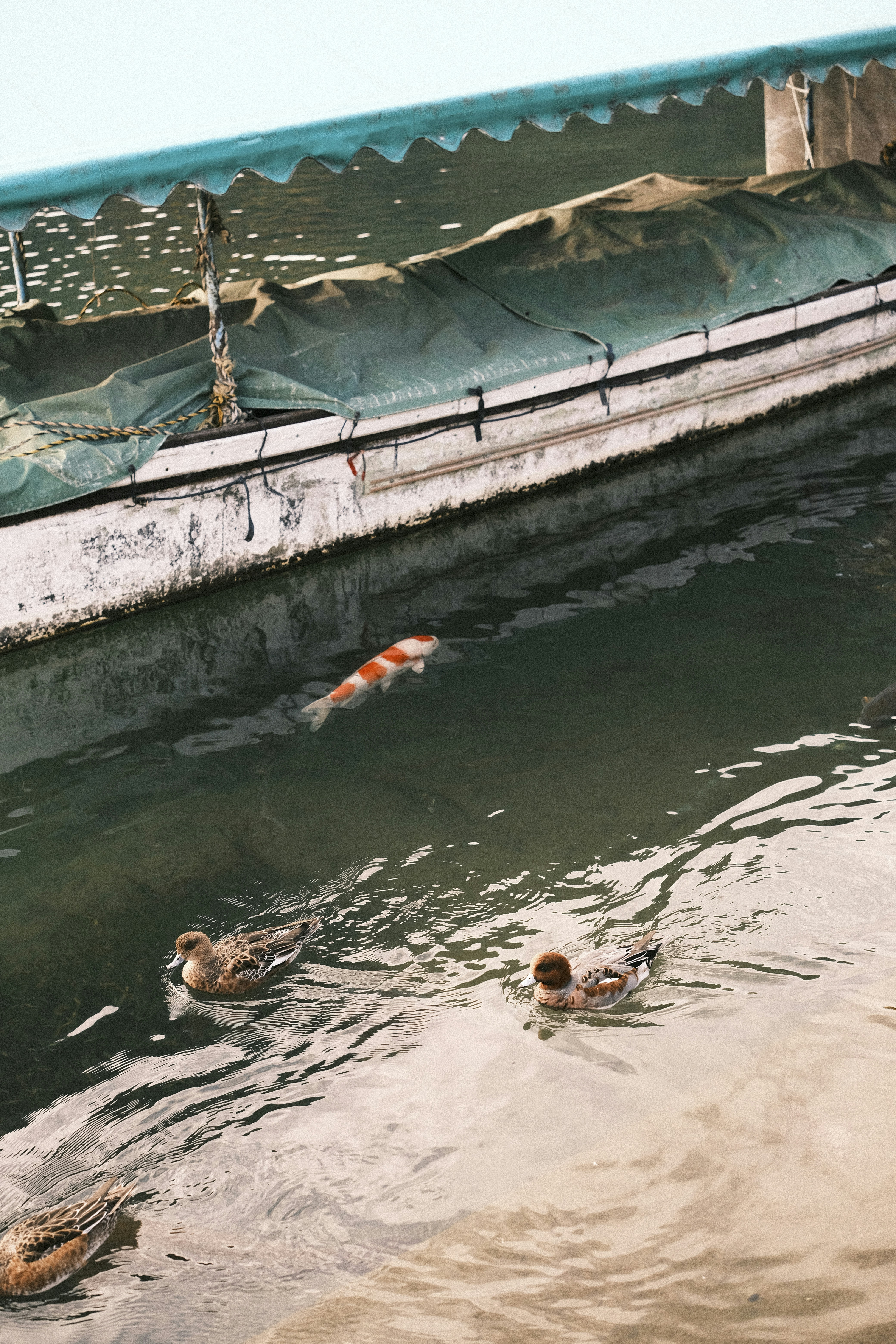 Ducks Drifting by a Weathered Wharf