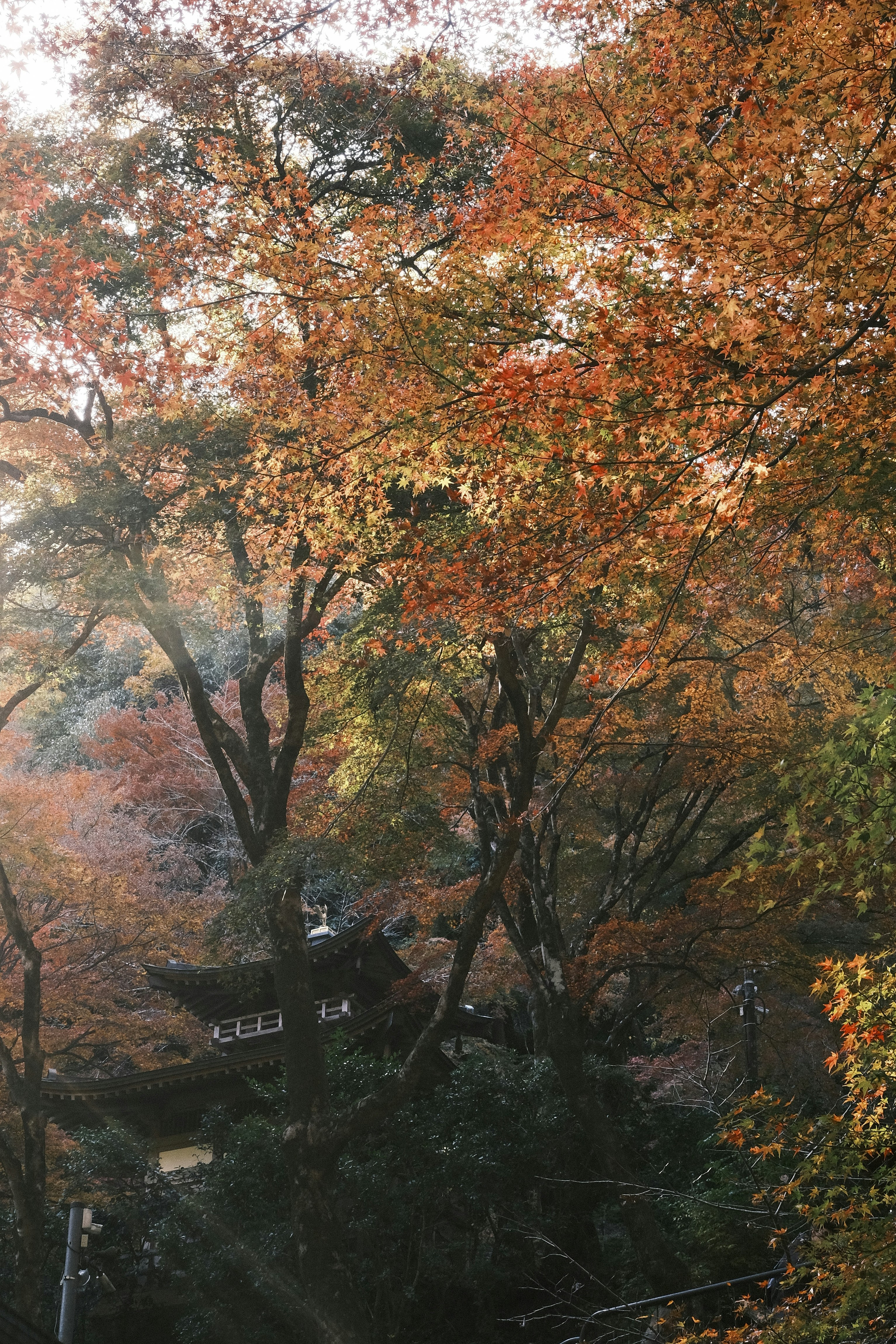 Autumn Cloak: A Quiet Shrine Emerges Beneath Maple Canopy
