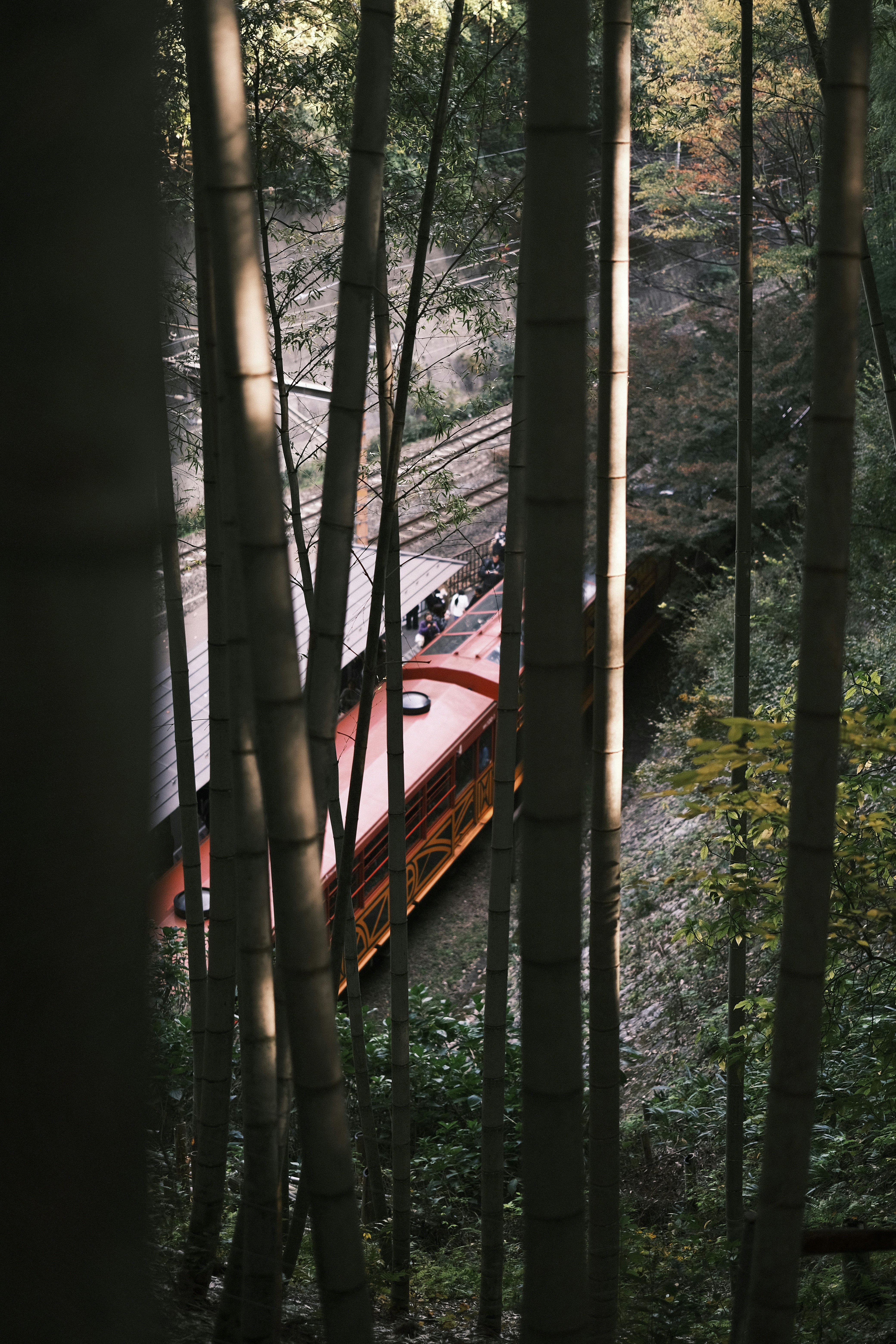 Between the Trunks: an orange train glides through a bamboo corridor