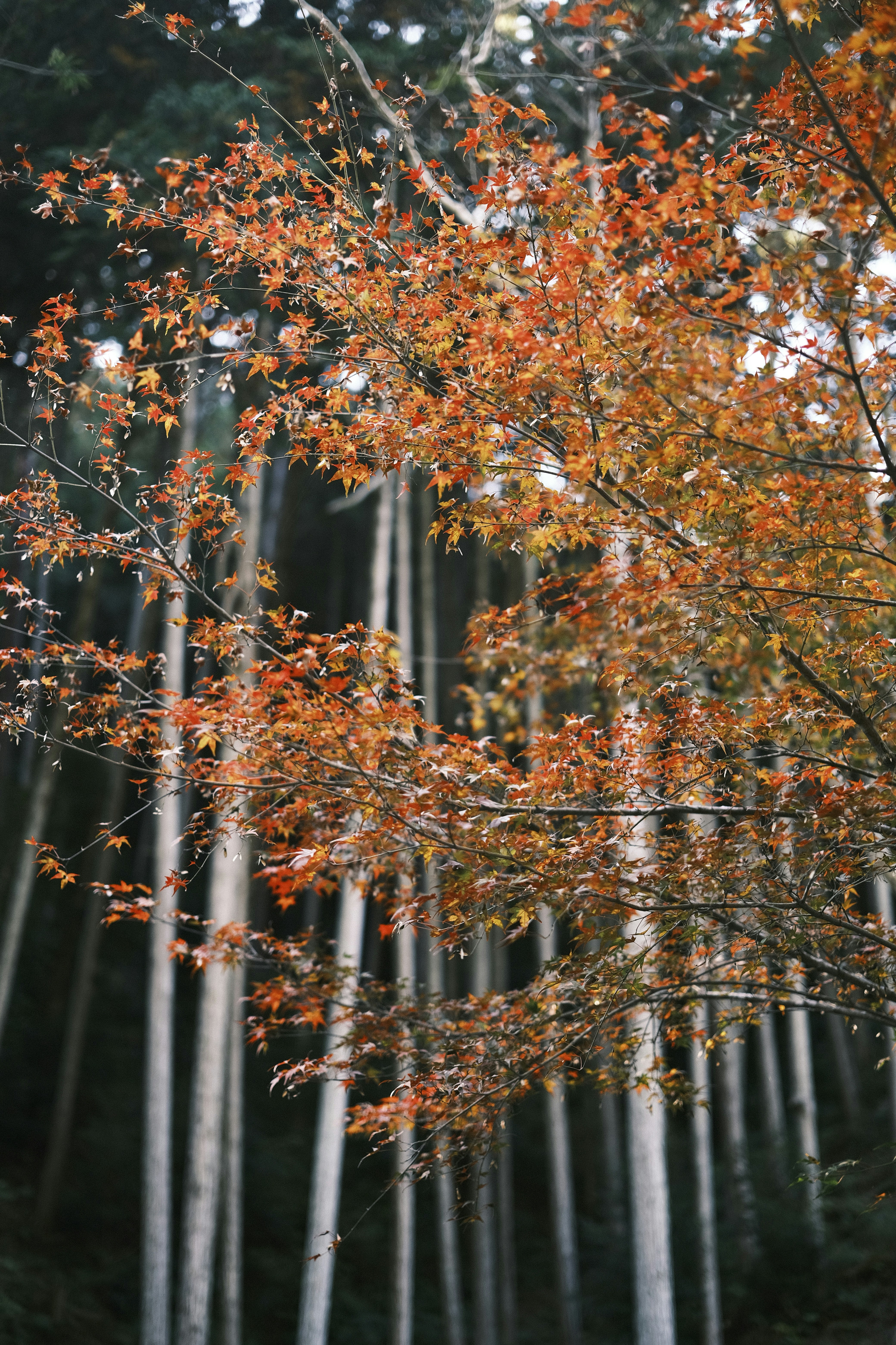 Autumn Ember: maple branches in a quiet birch forest
