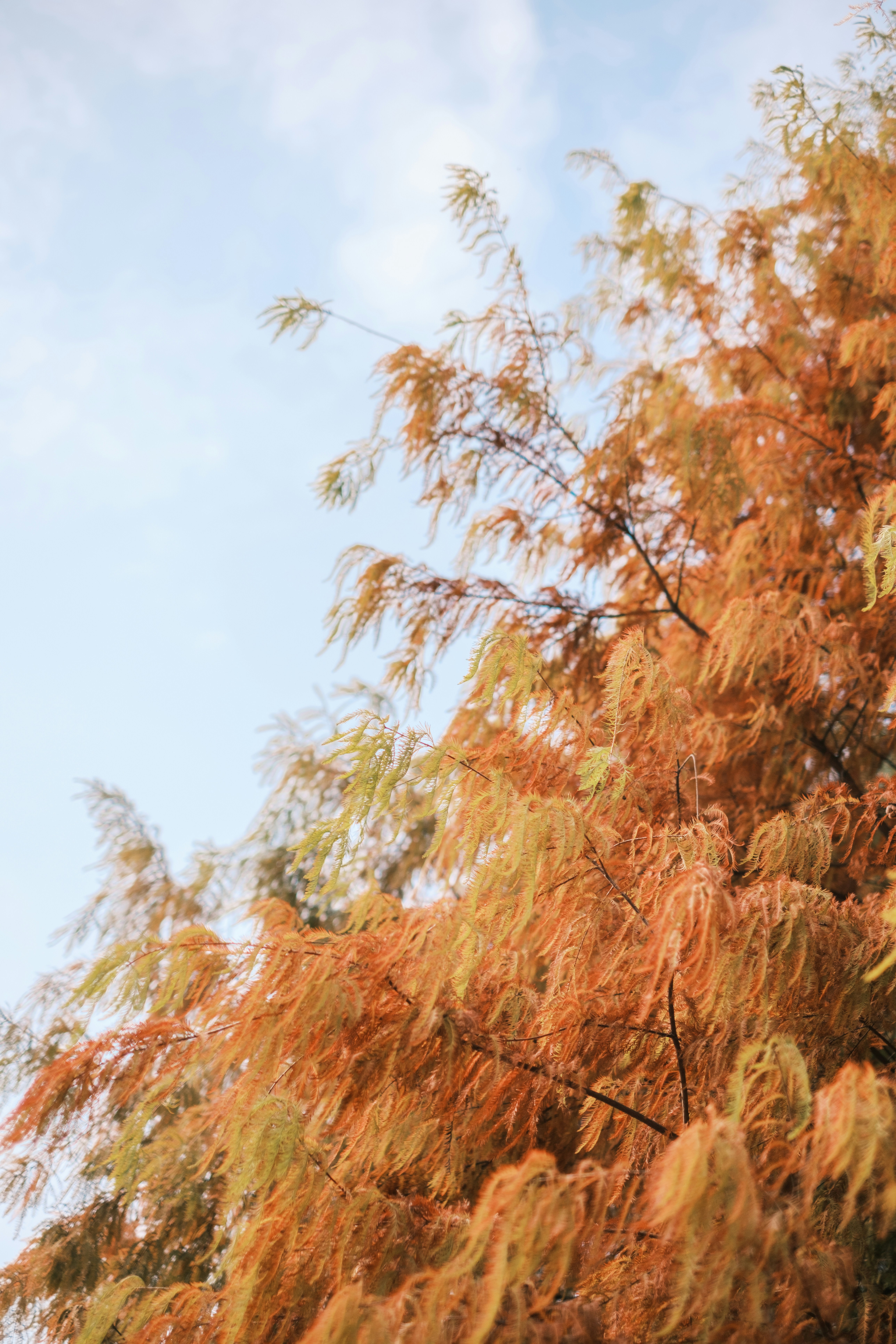 Autumn Ember Tops: A Maple Bough in Quiet Light