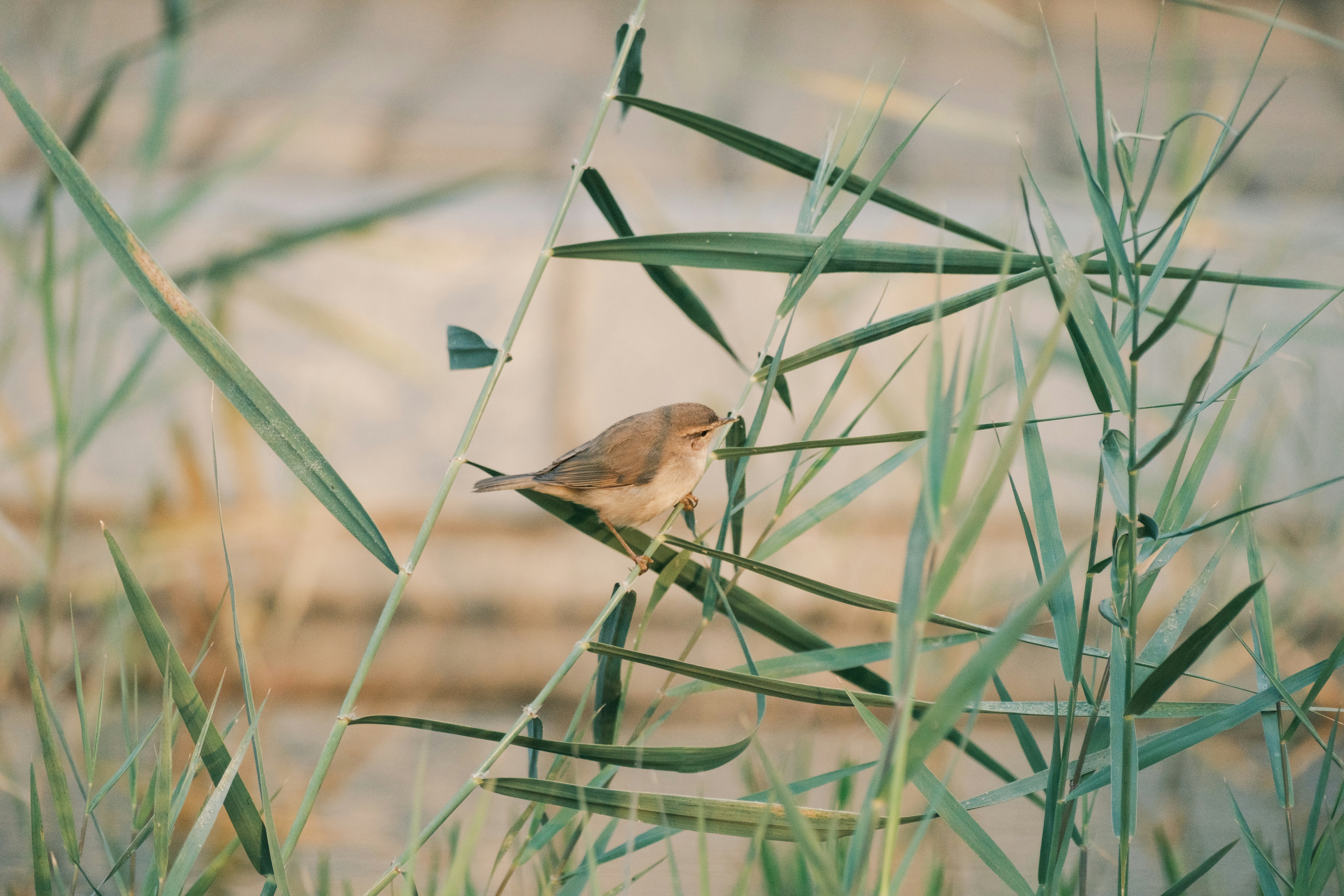 Hidden Meadow Songbird Amid Slender Reeds