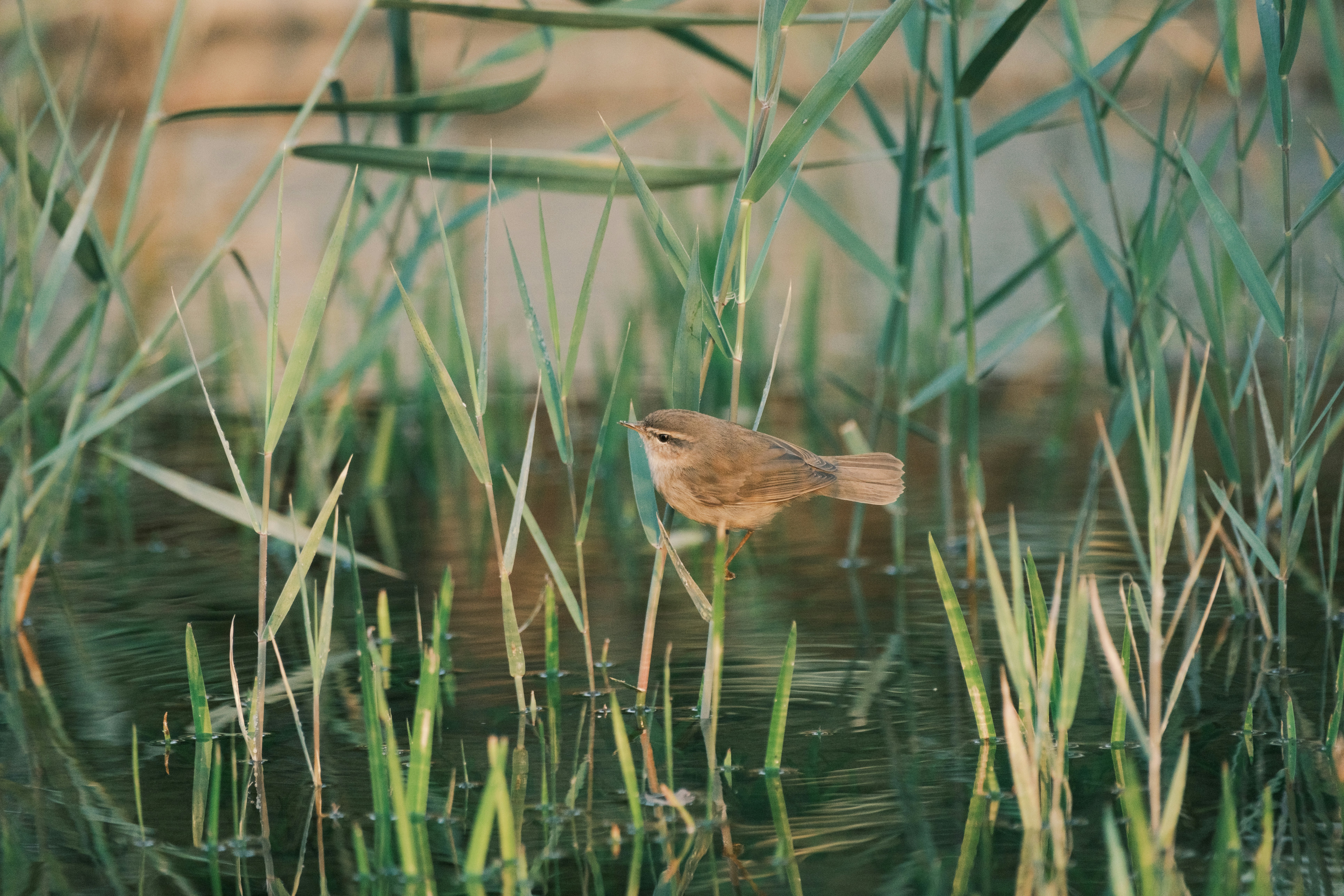 Small Marsh Bird Amid Reeds on a Glassy Pond
