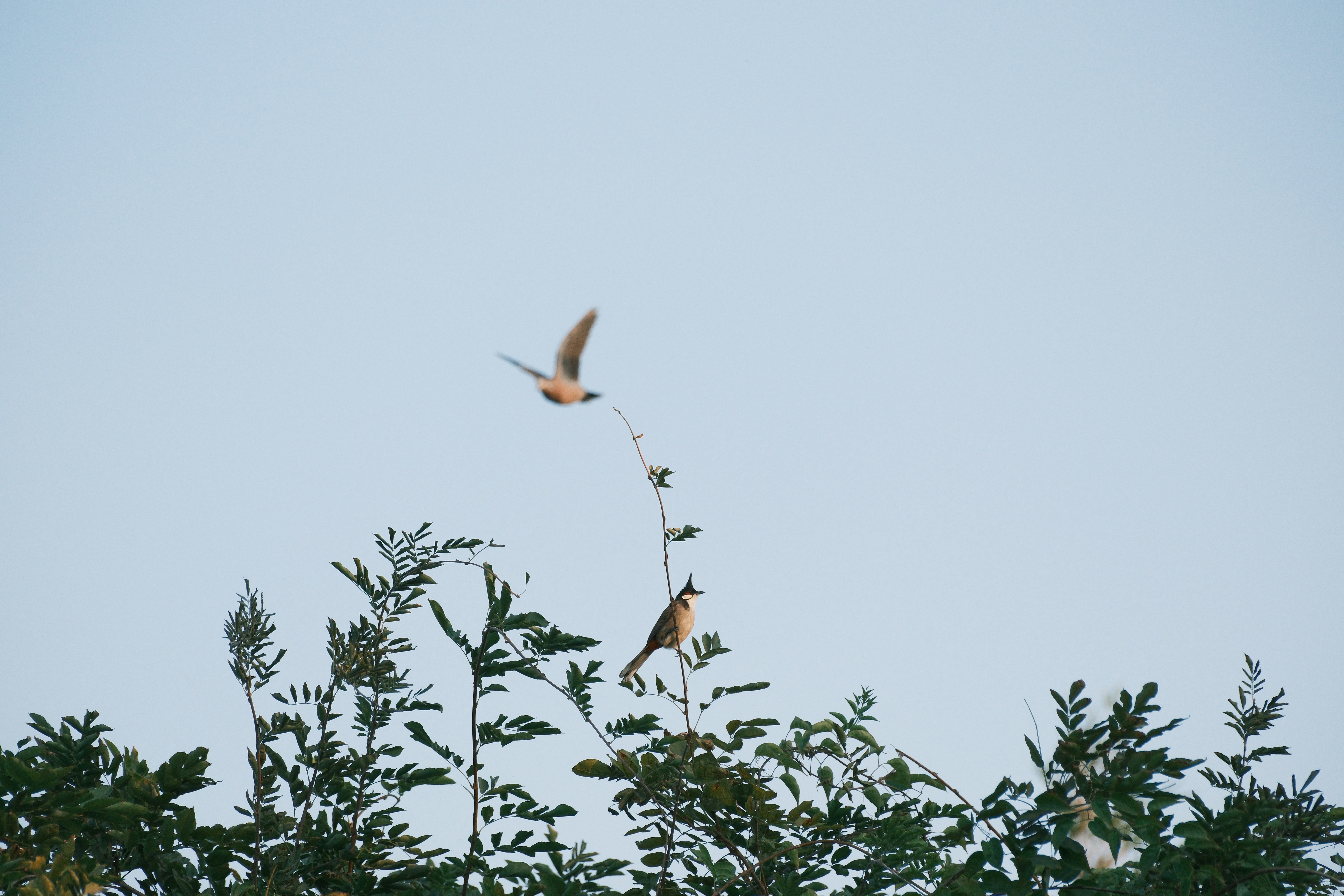 Winged silhouettes above the leafy fringe