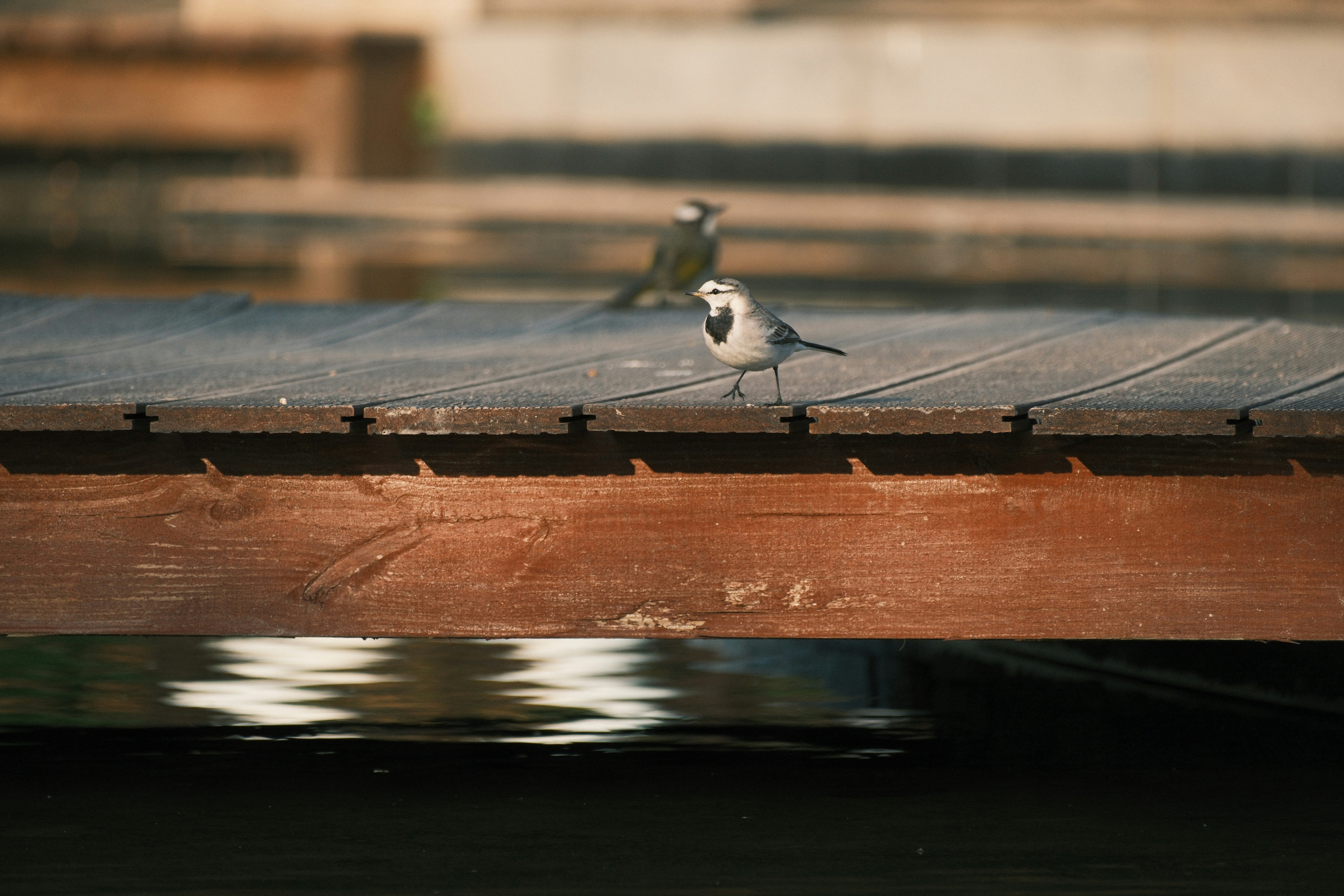 Two Sandpipers on a Wooden Dock at Dusk