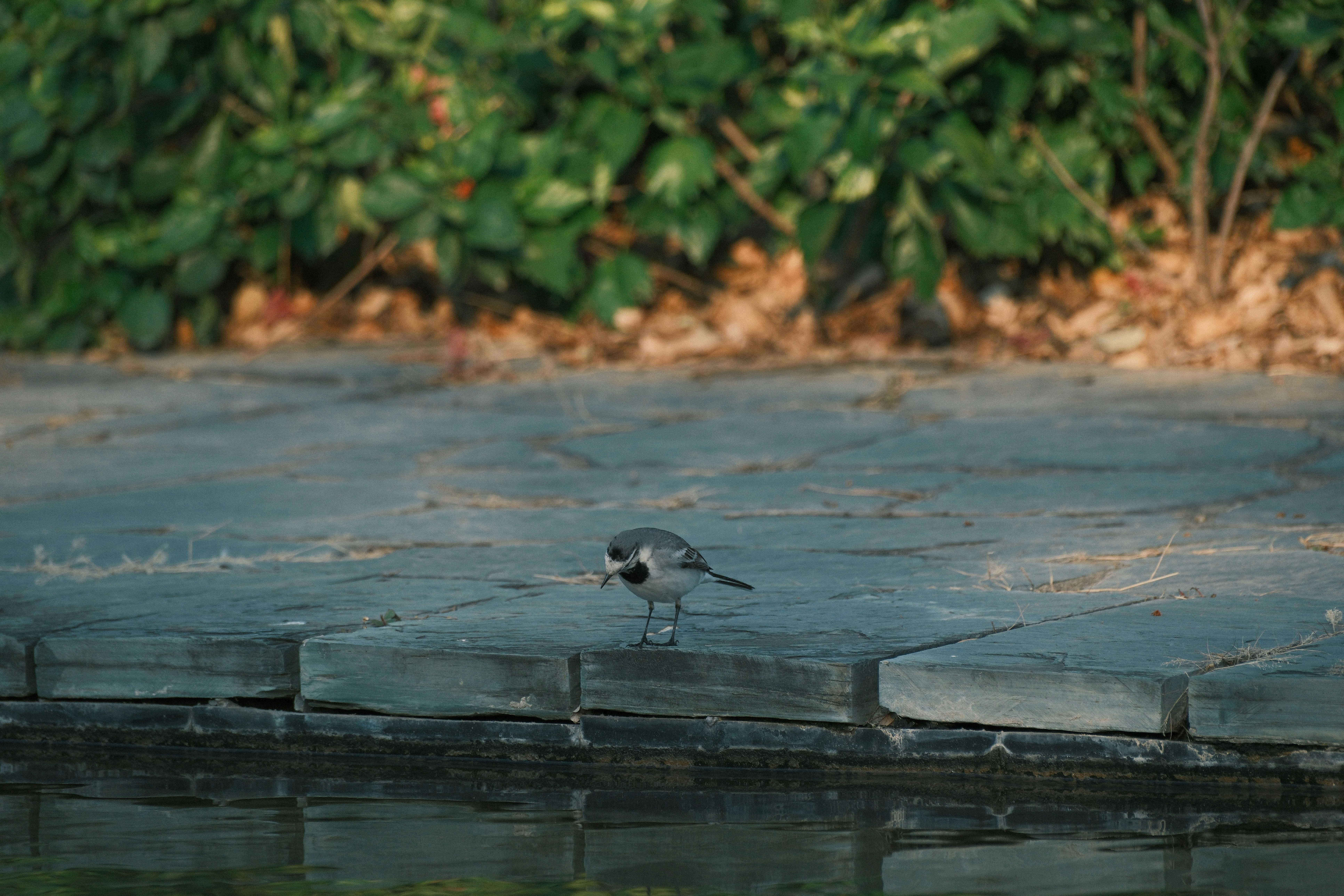Tiny Traveler on a Stone Ledger