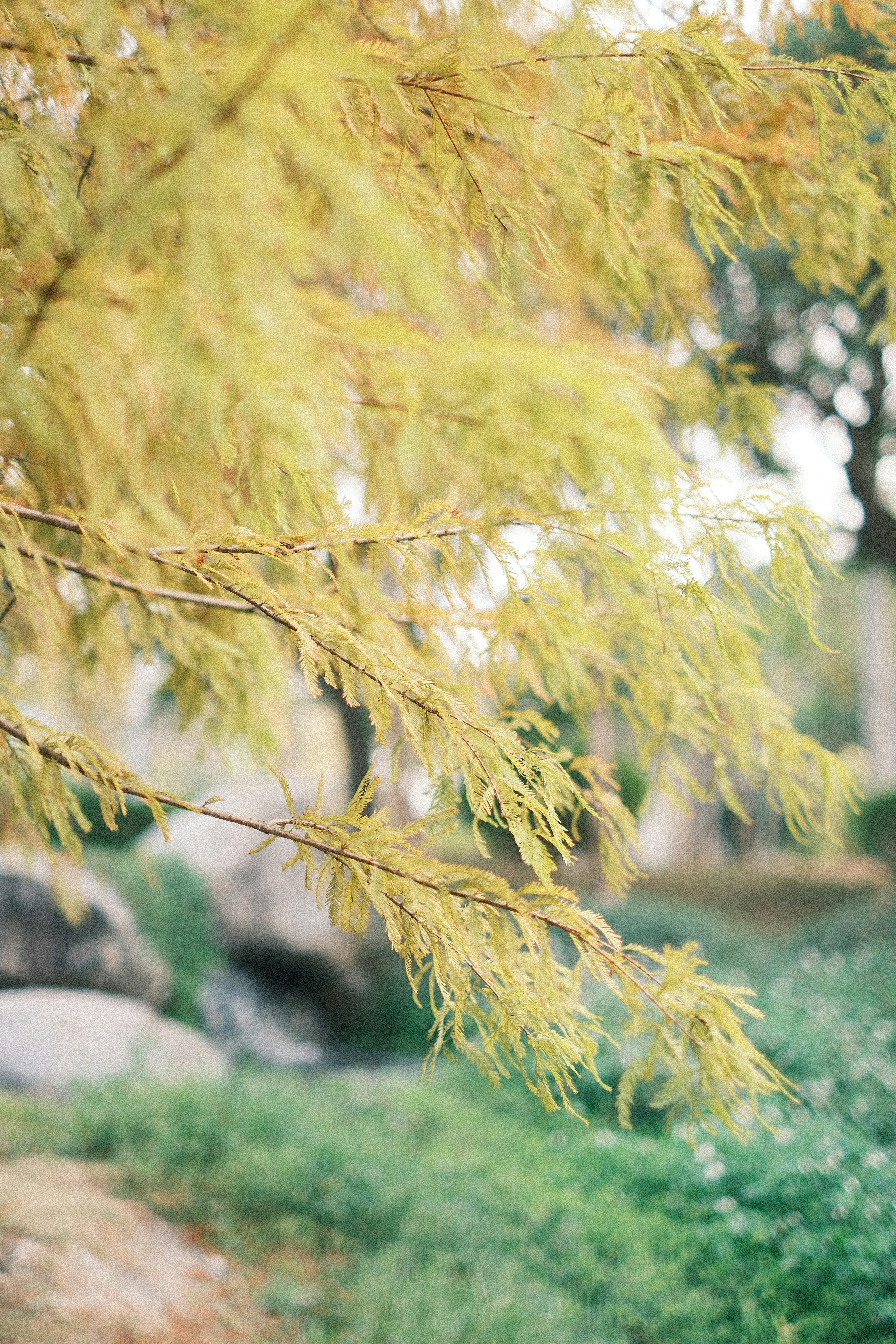 Golden Cascade: Sunlit Branches in a Quiet Garden