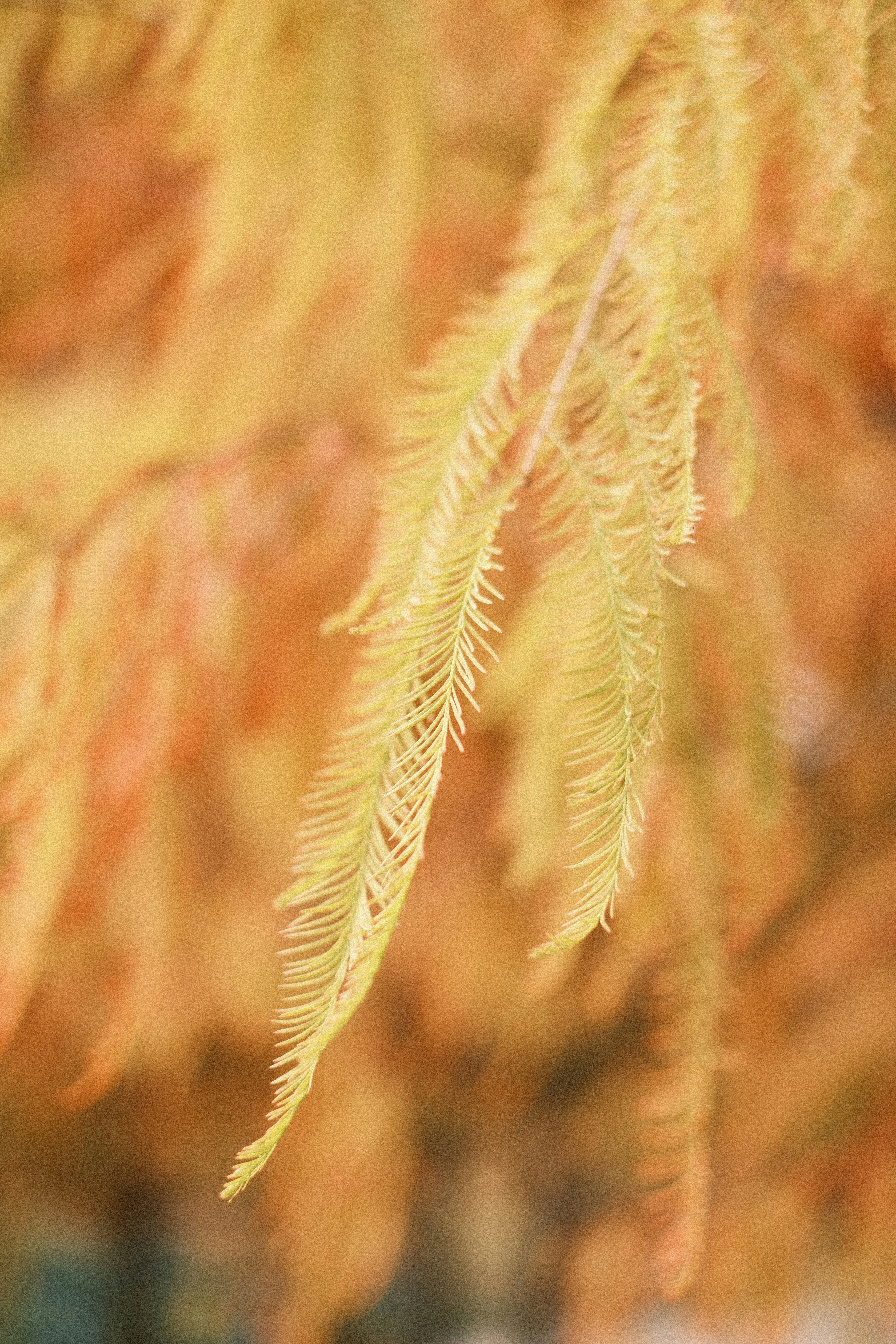 Amber Ferns in Soft Macro Glow