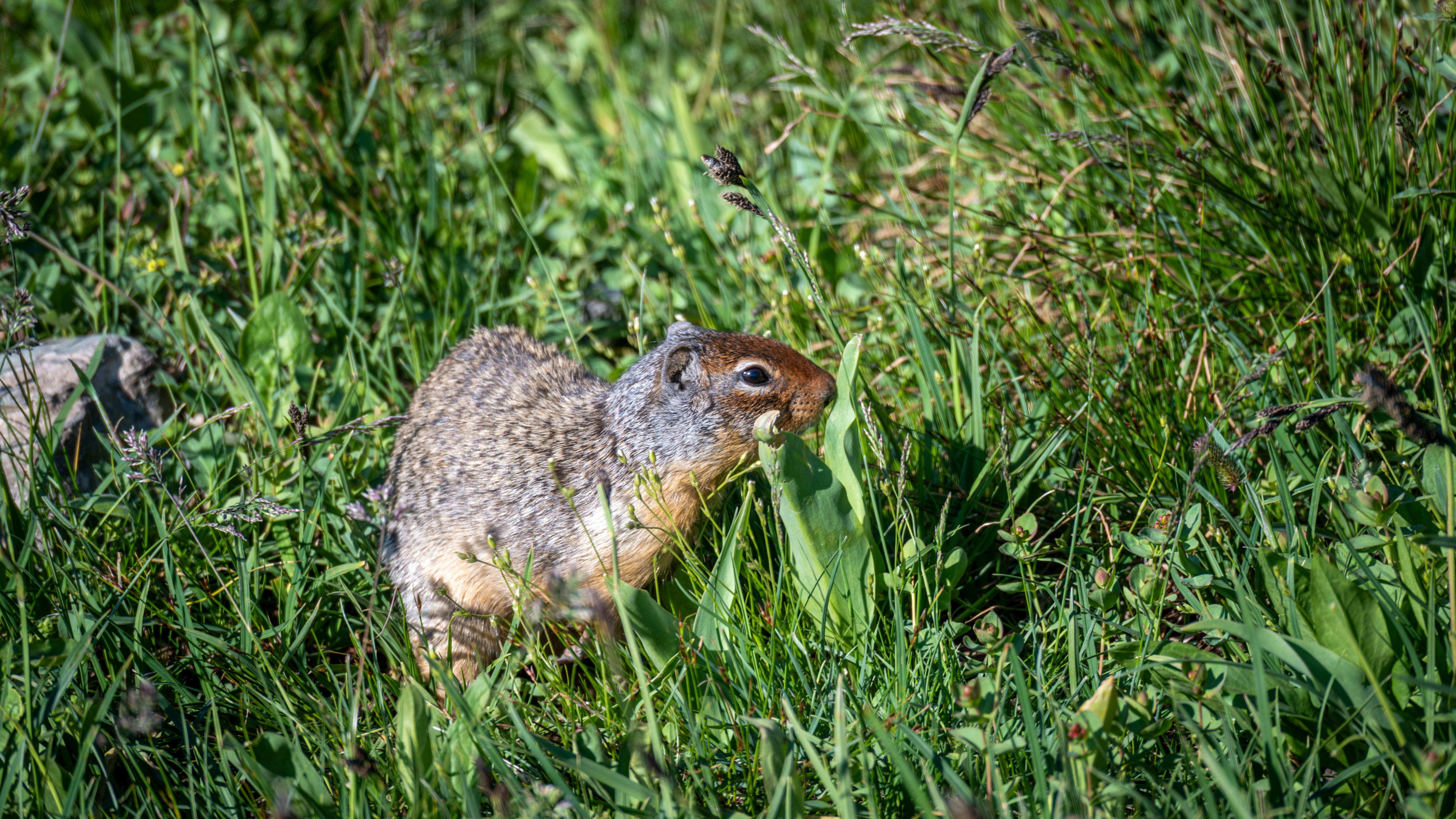 Curious Ground Squirrel Pause in Sunlit Grass