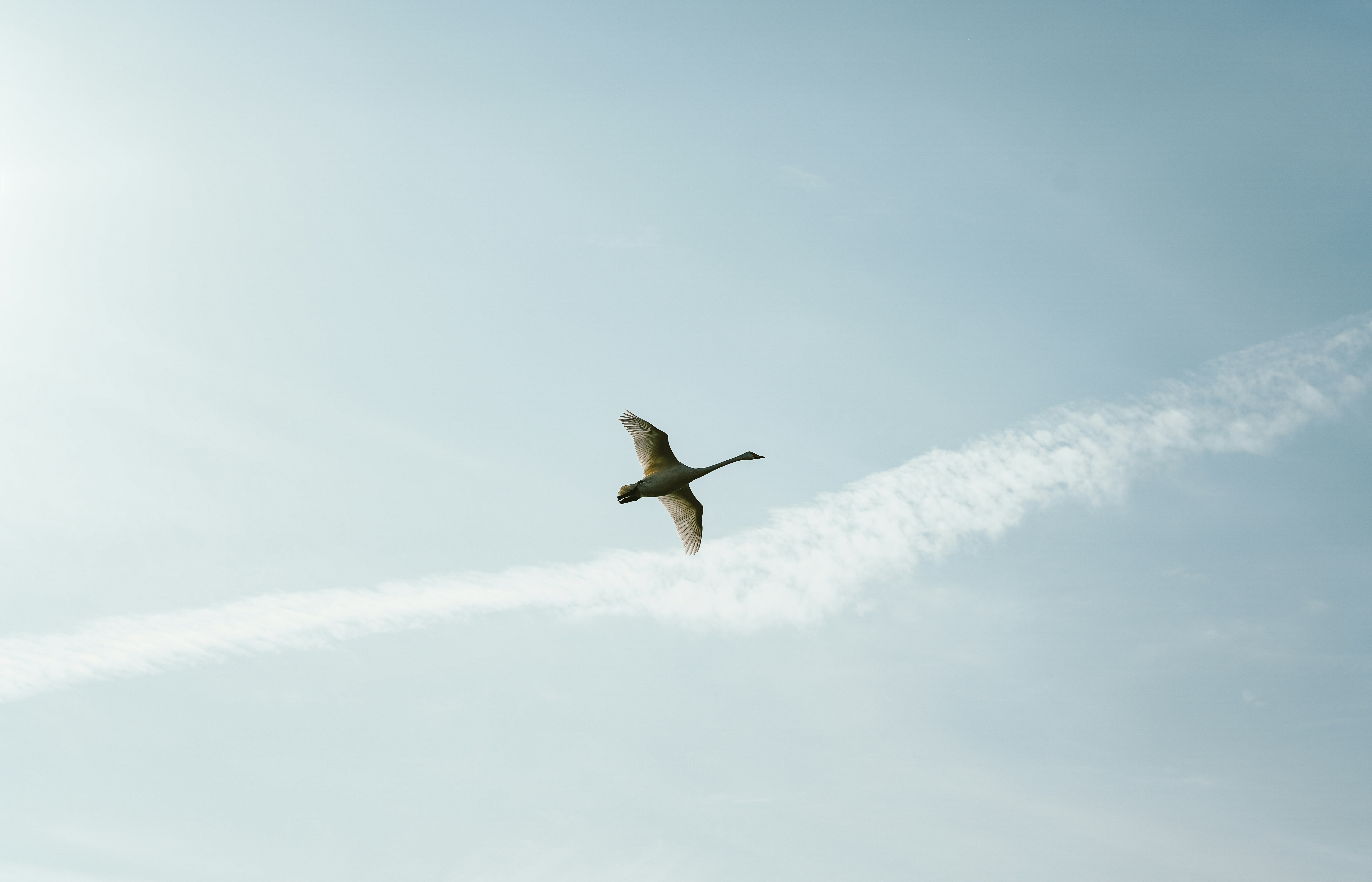Soaring Silence: A Lone Goose Traces a White Stripe Across the Sky