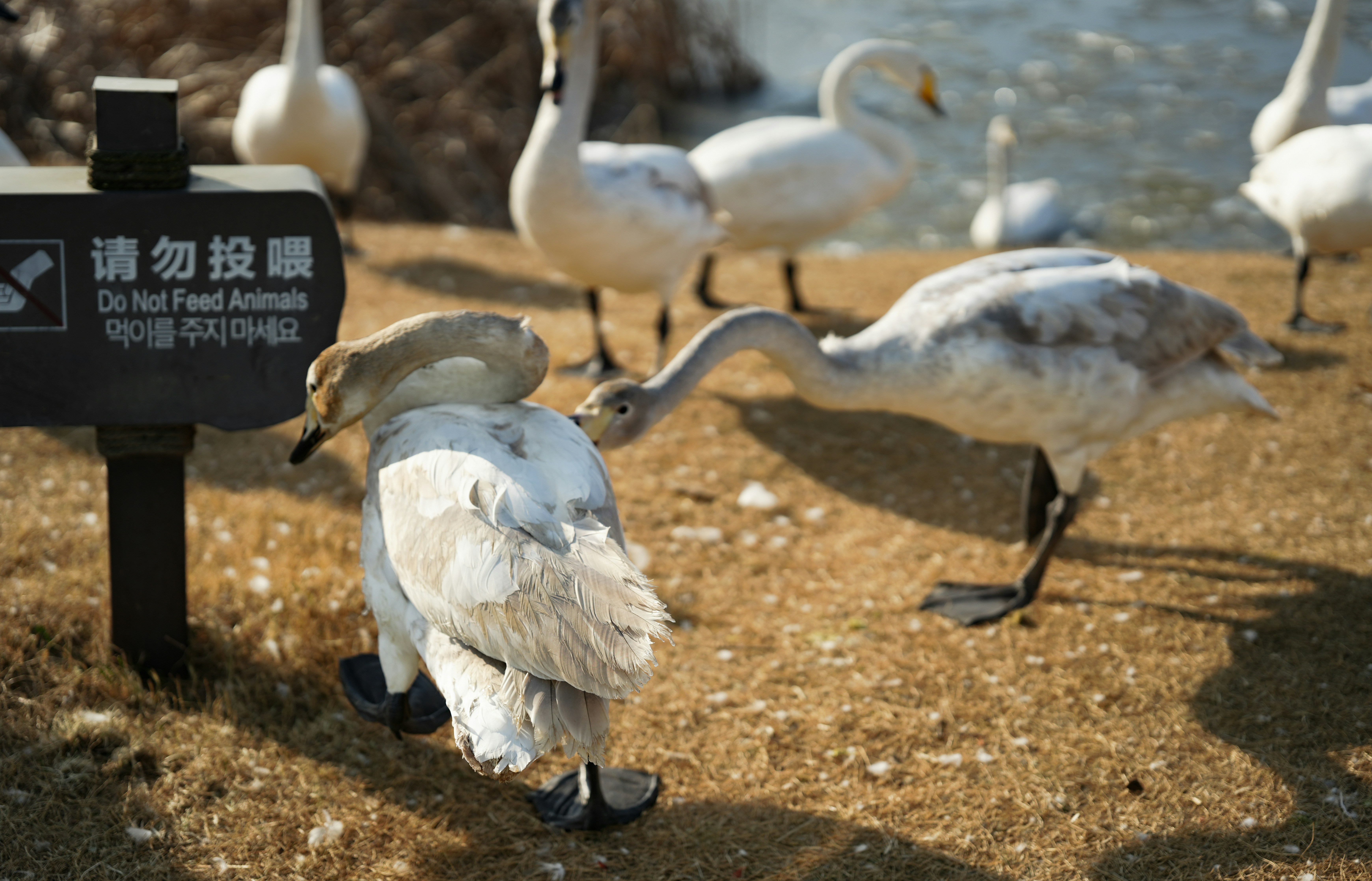 Swan Confining Cues: A Quiet Moment by the Sign