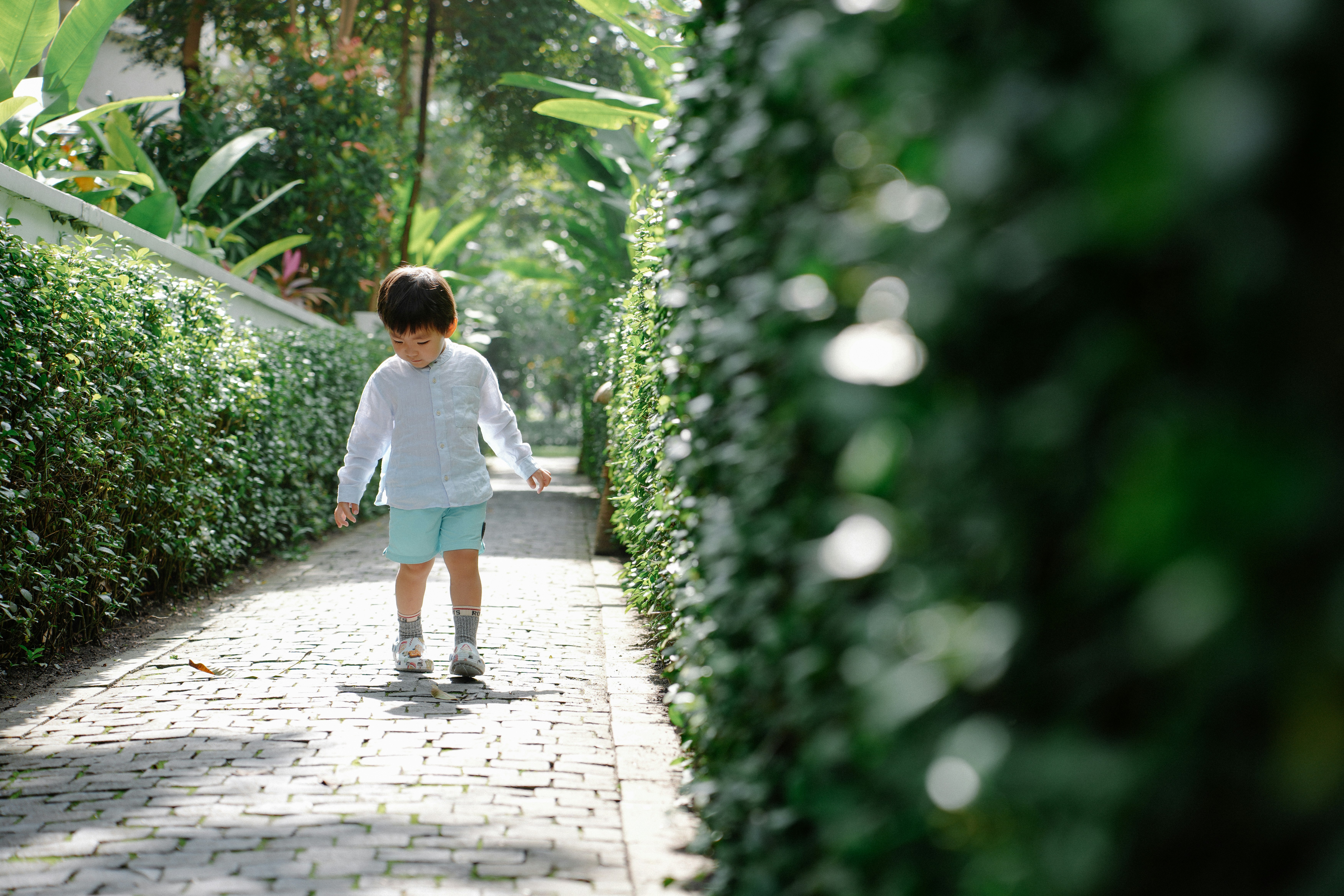 Child on a Sunlit Pathway Between Hedge Walls