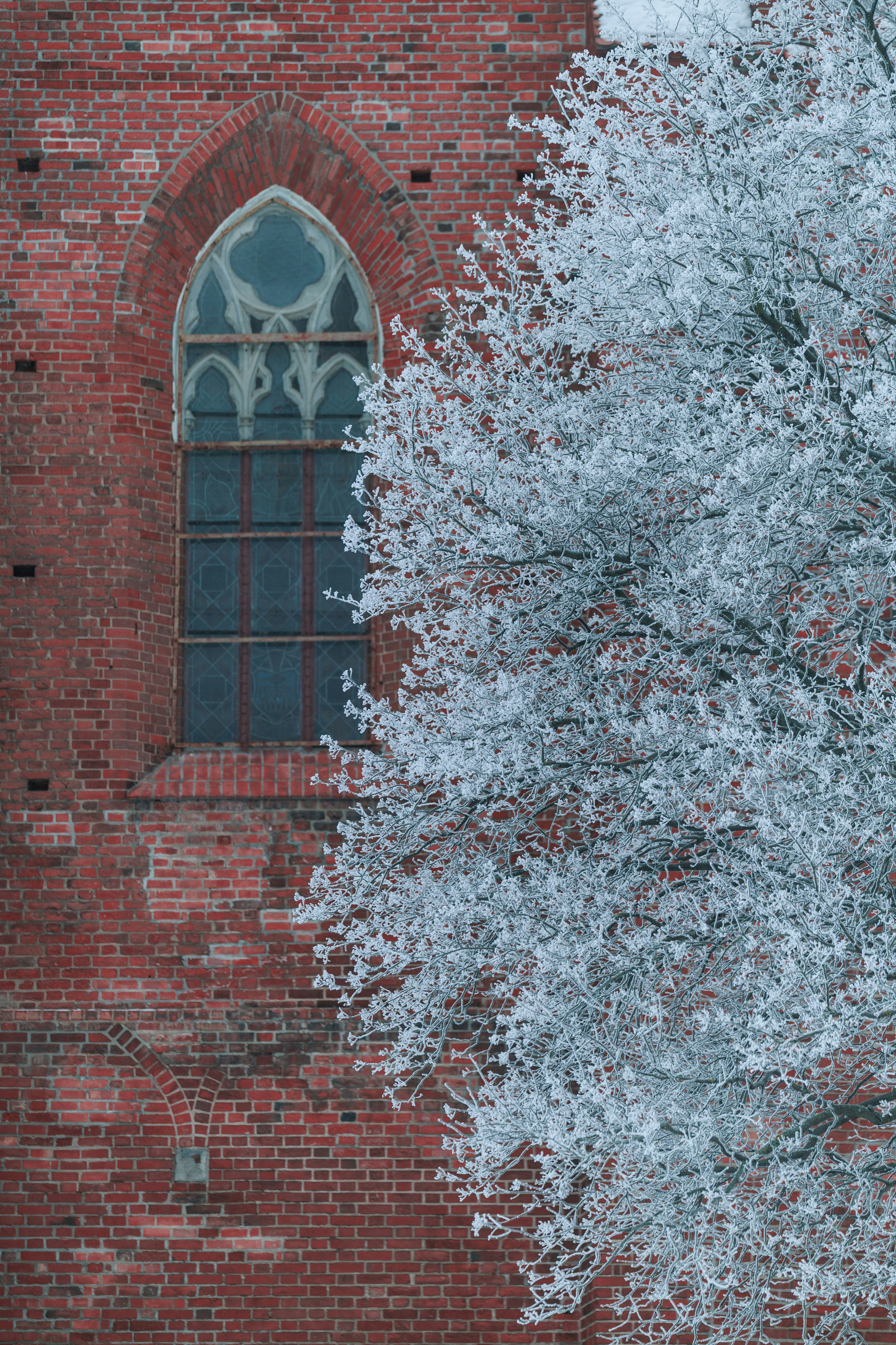 Red Brick Gothic Window Framed by Frosted Magnolia