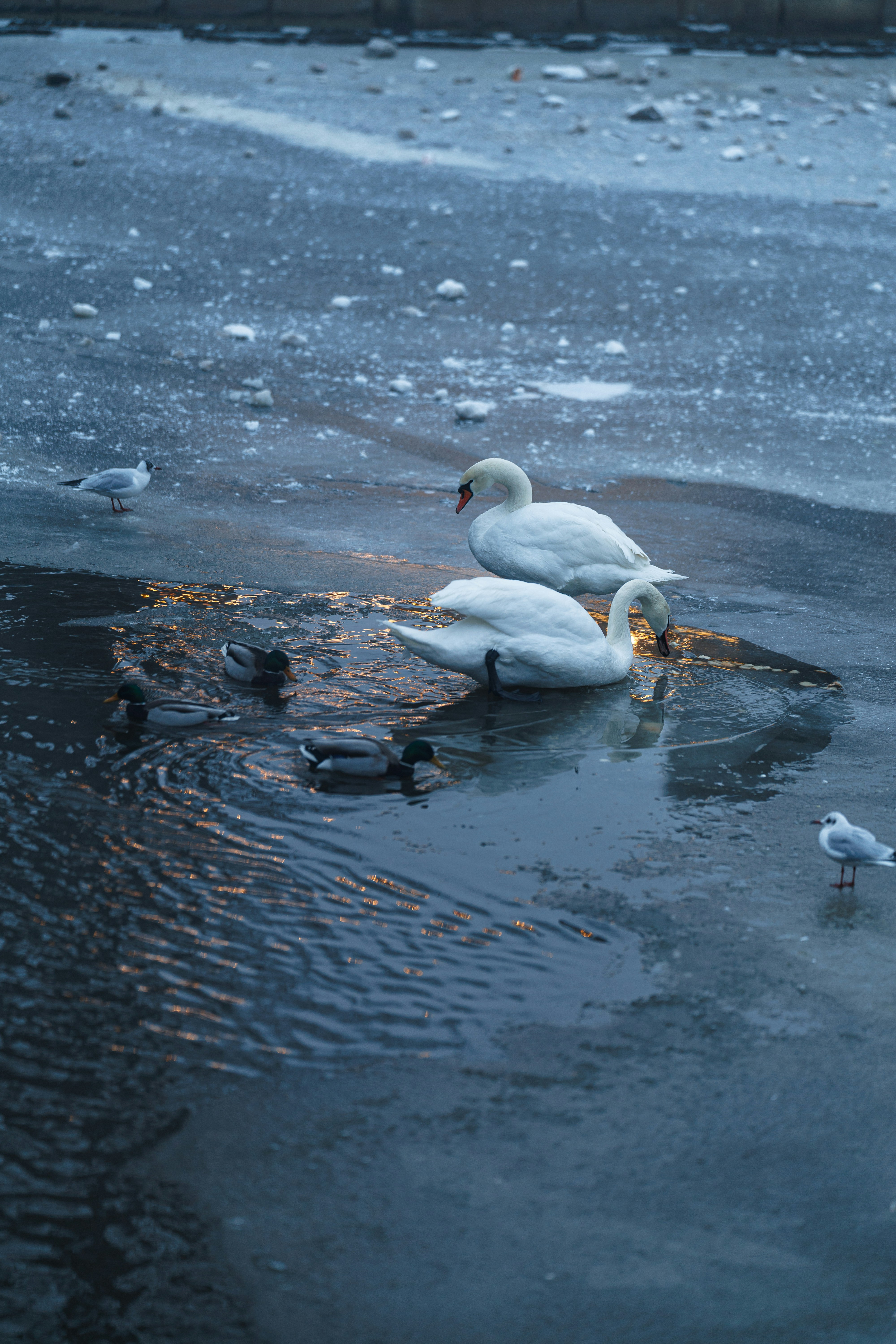 White swans and ducks on partially frozen pond at dusk