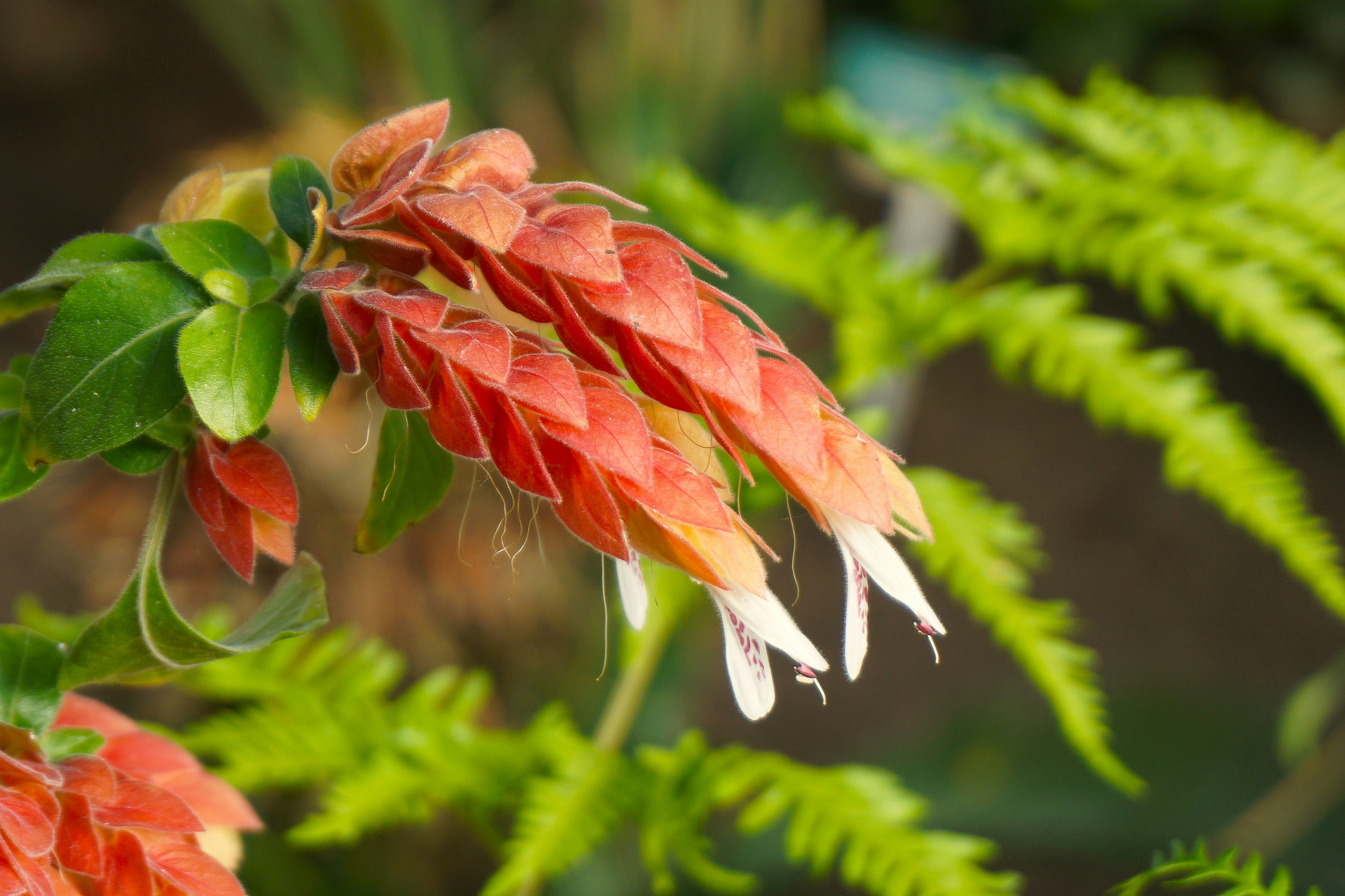 Crimson Leaf Cluster in Soft Garden Light