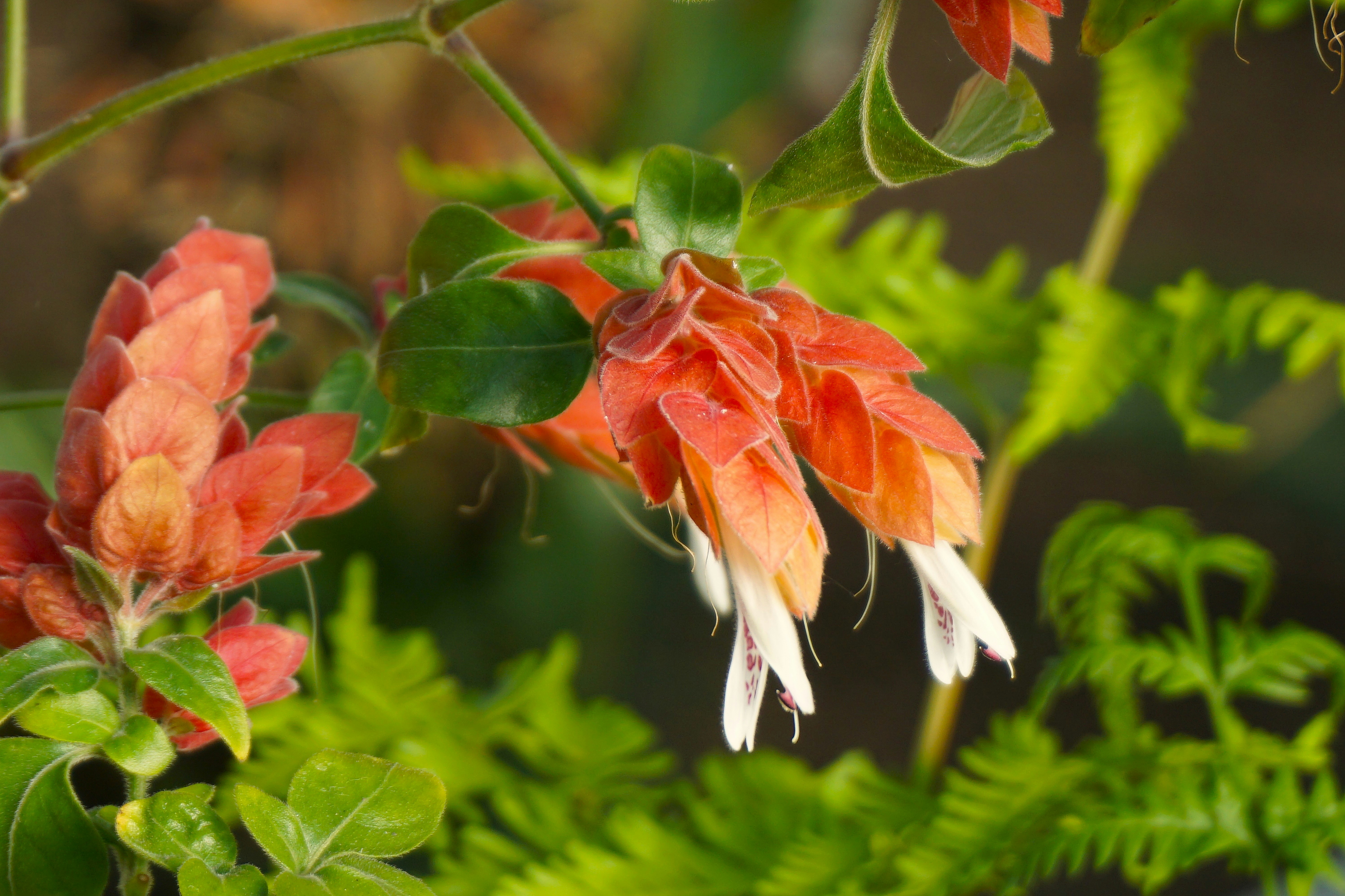 Coral-rose blossoms cascade against lush greens