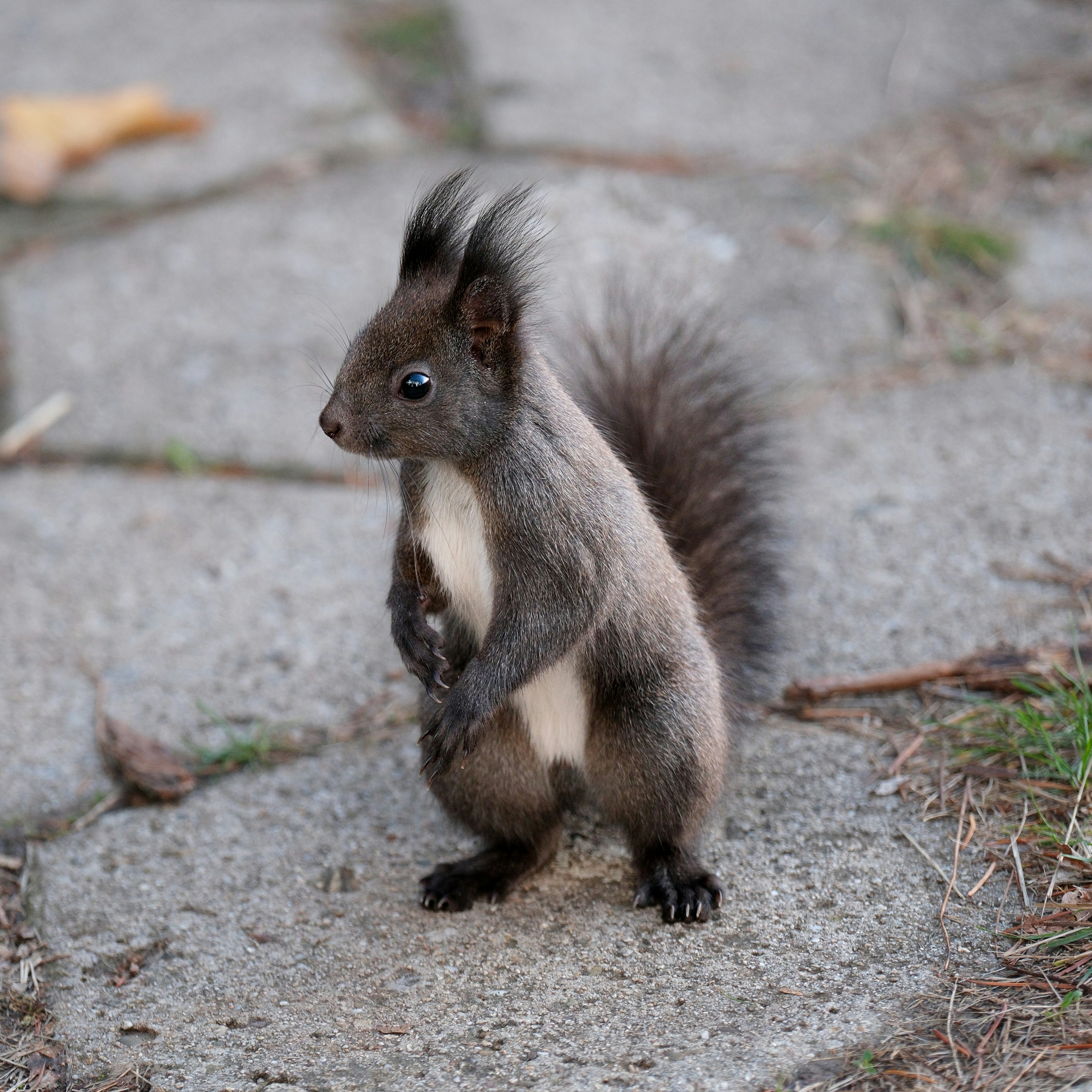 Squirrel Sentinel on the Gravel Path
