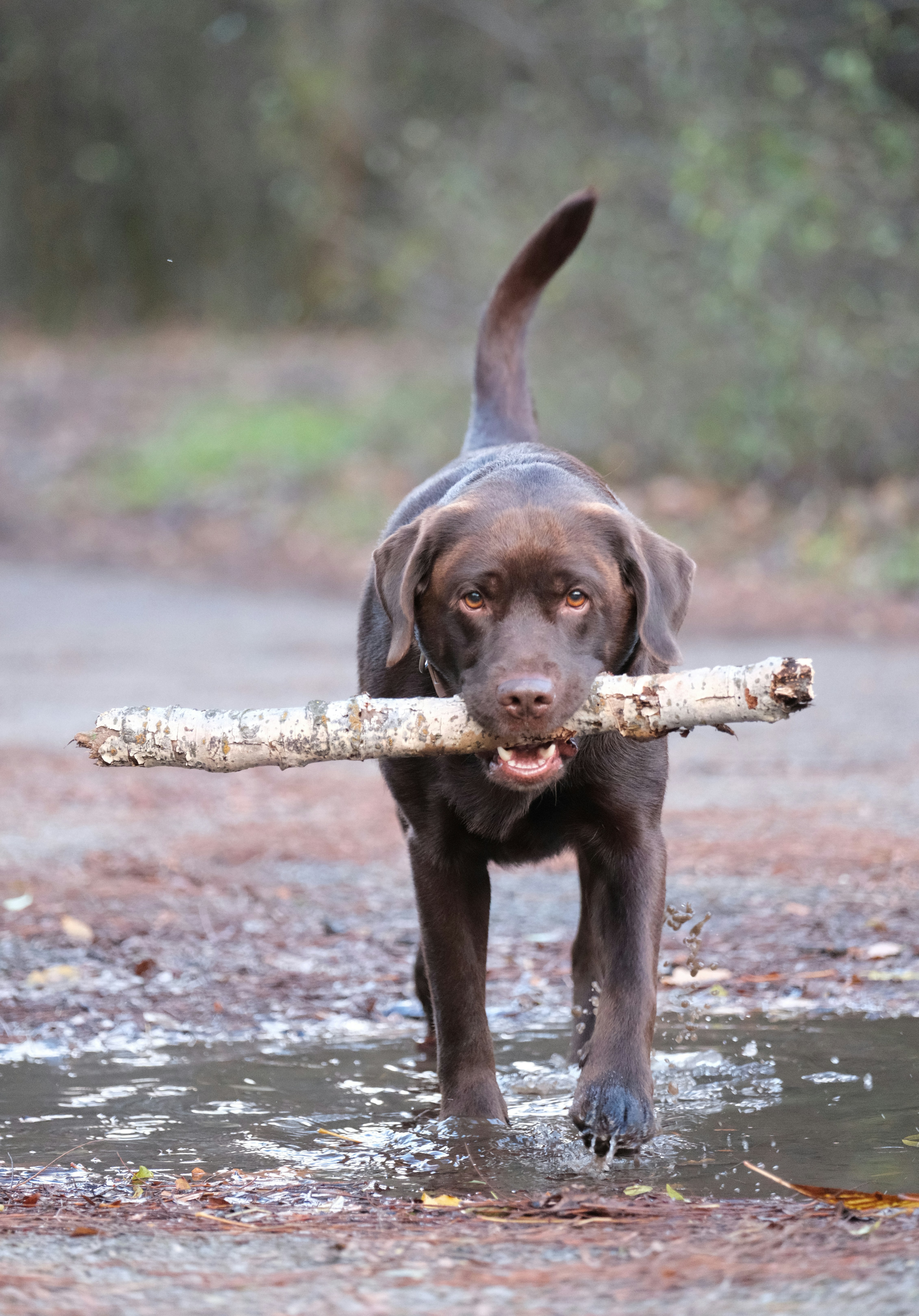 Retriever in the Creek: Carrying a Sturdy Branch