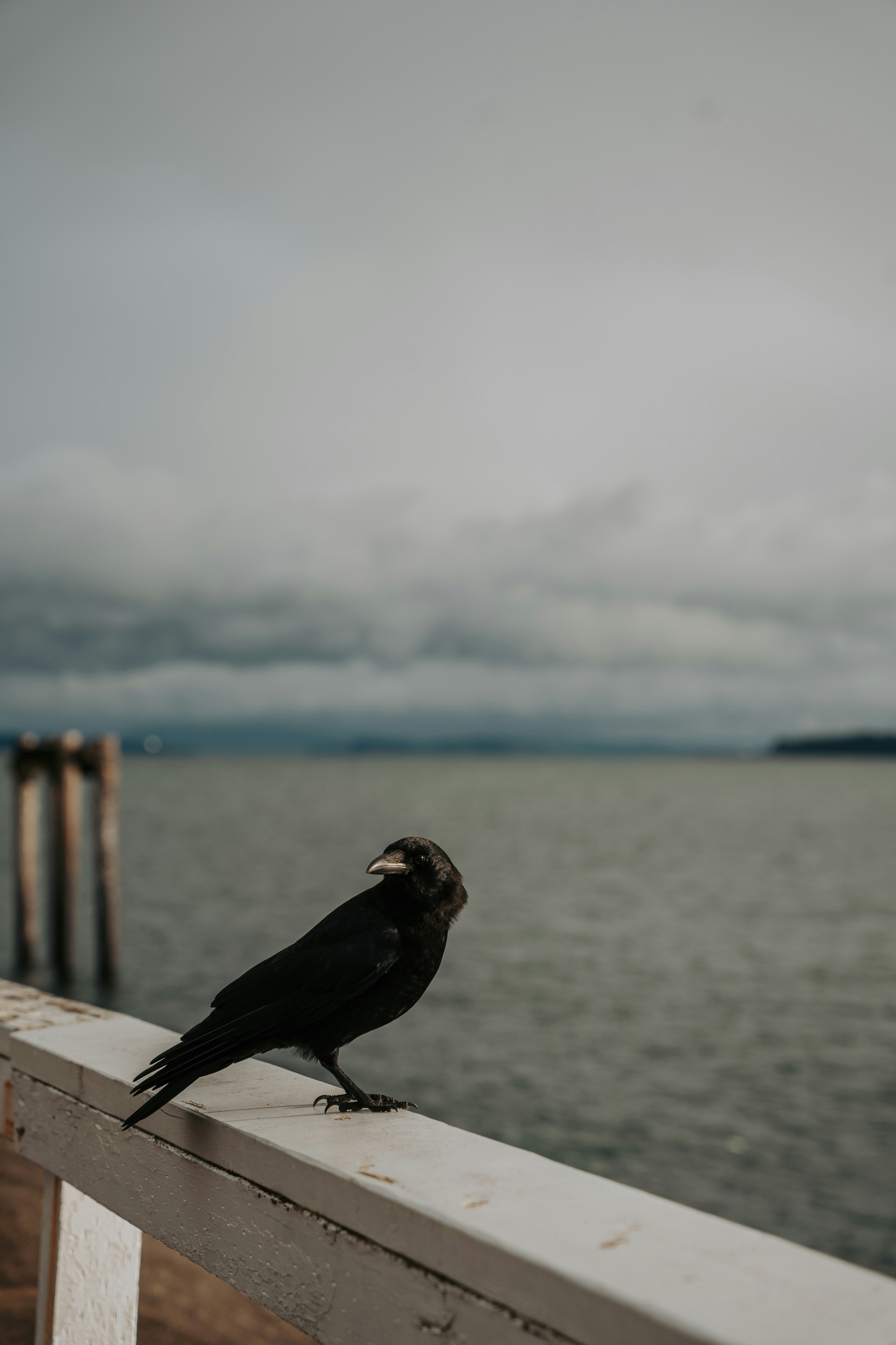 Crow on a Weathered Rail by a Calm Lake
