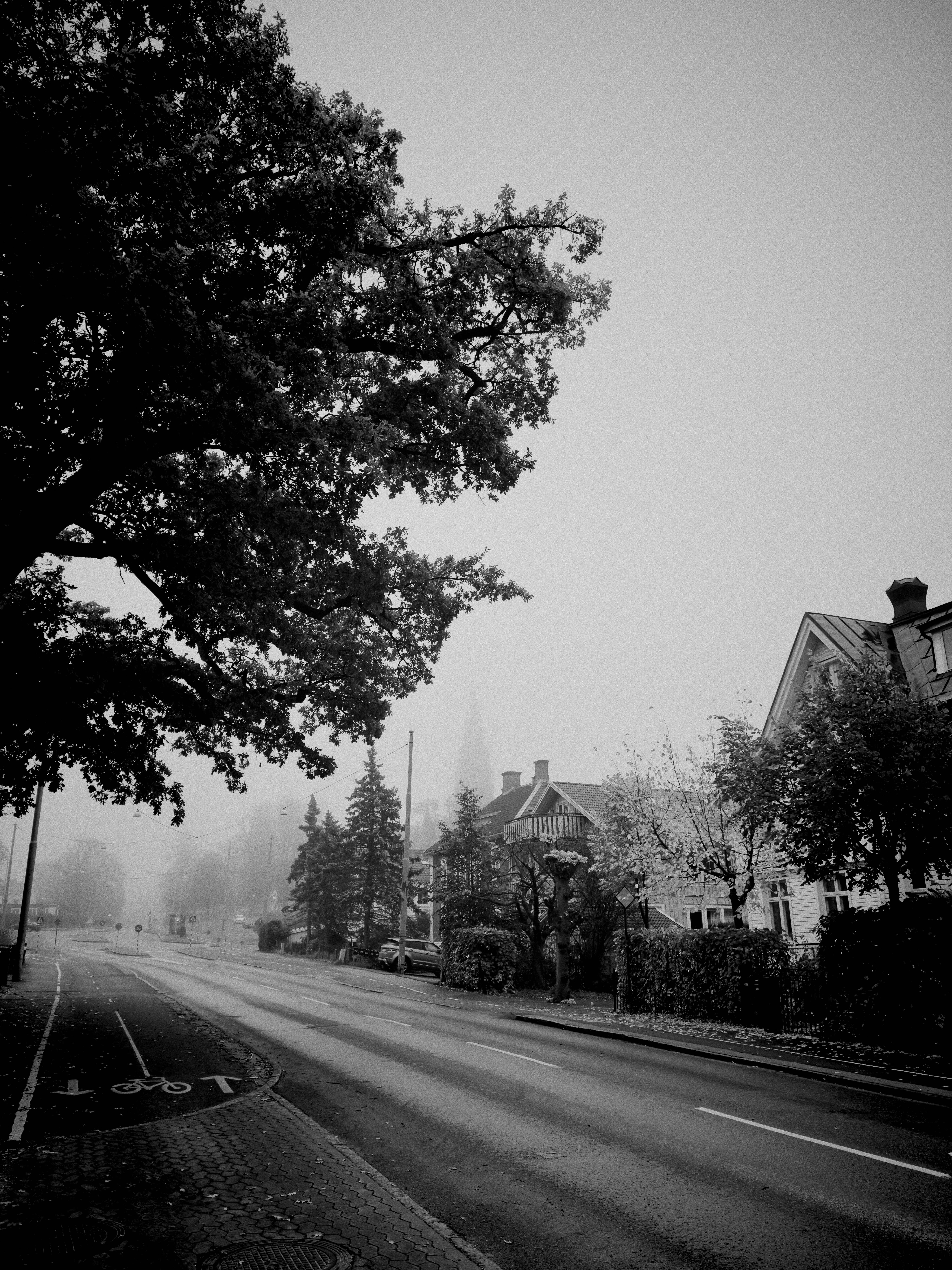 Foggy Street in grayscale: Quiet morning along the tree-lined avenue