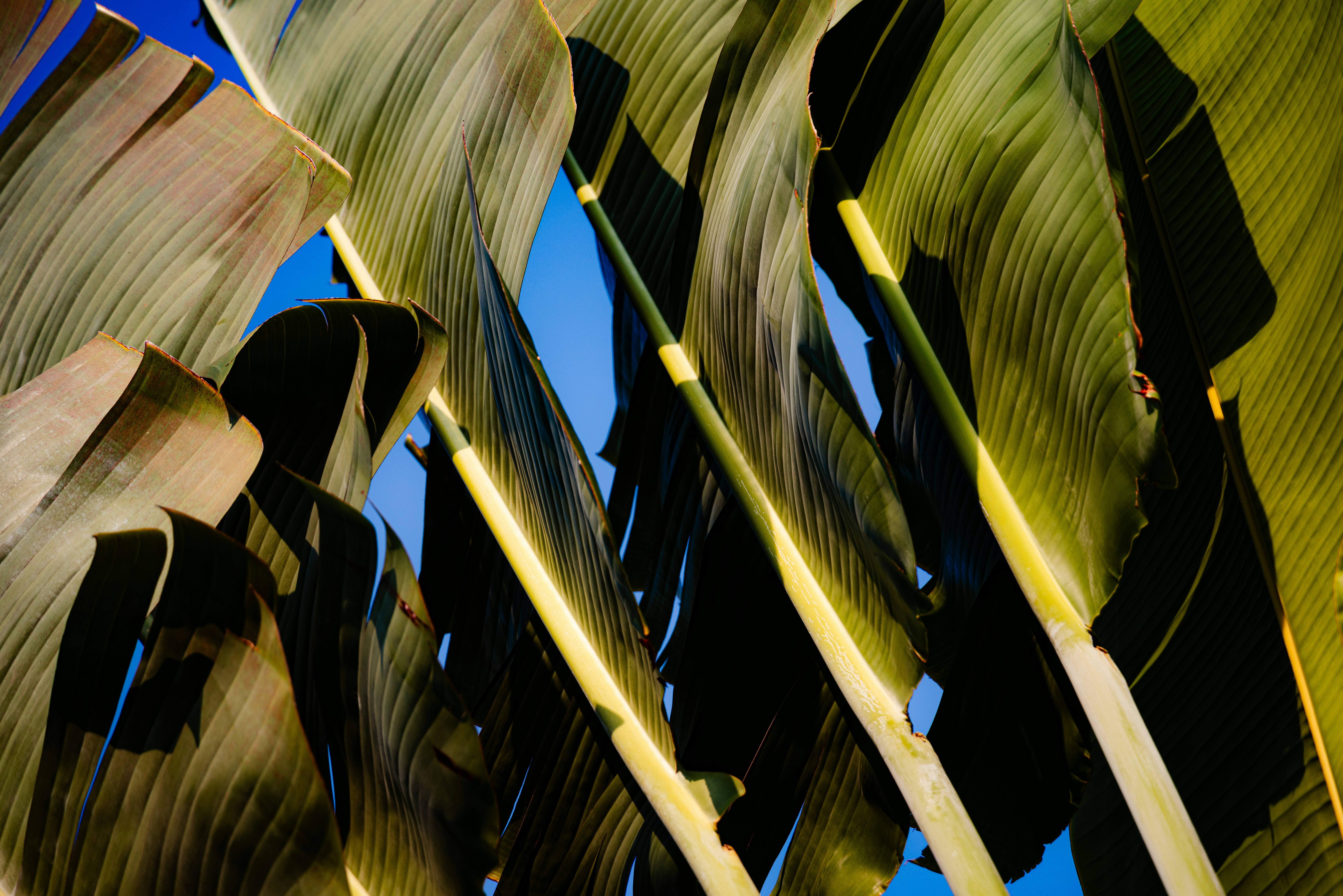 Sunlit Banana Leaves Reaching Toward a Clear Sky