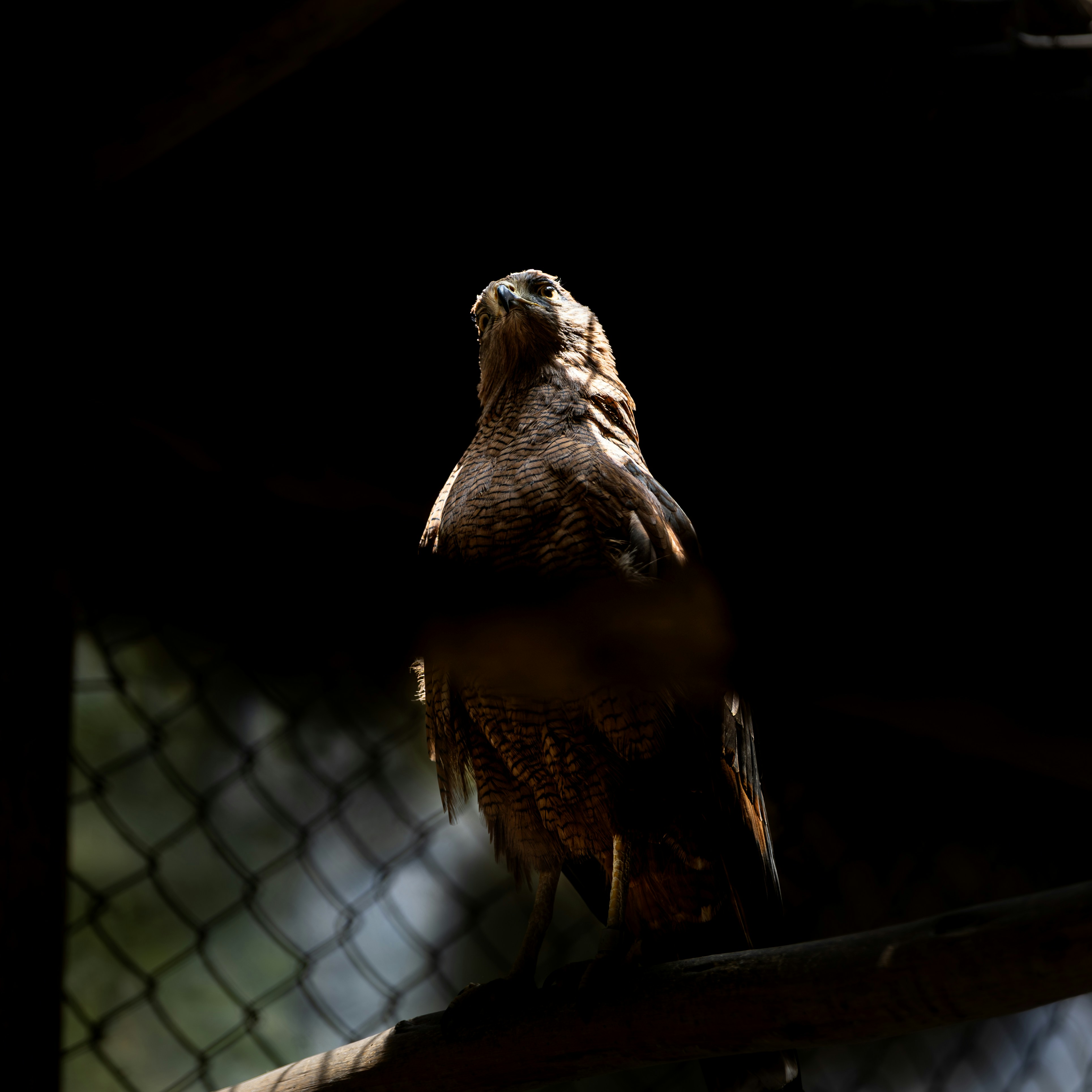 Raptor in a Moment of Quiet Light