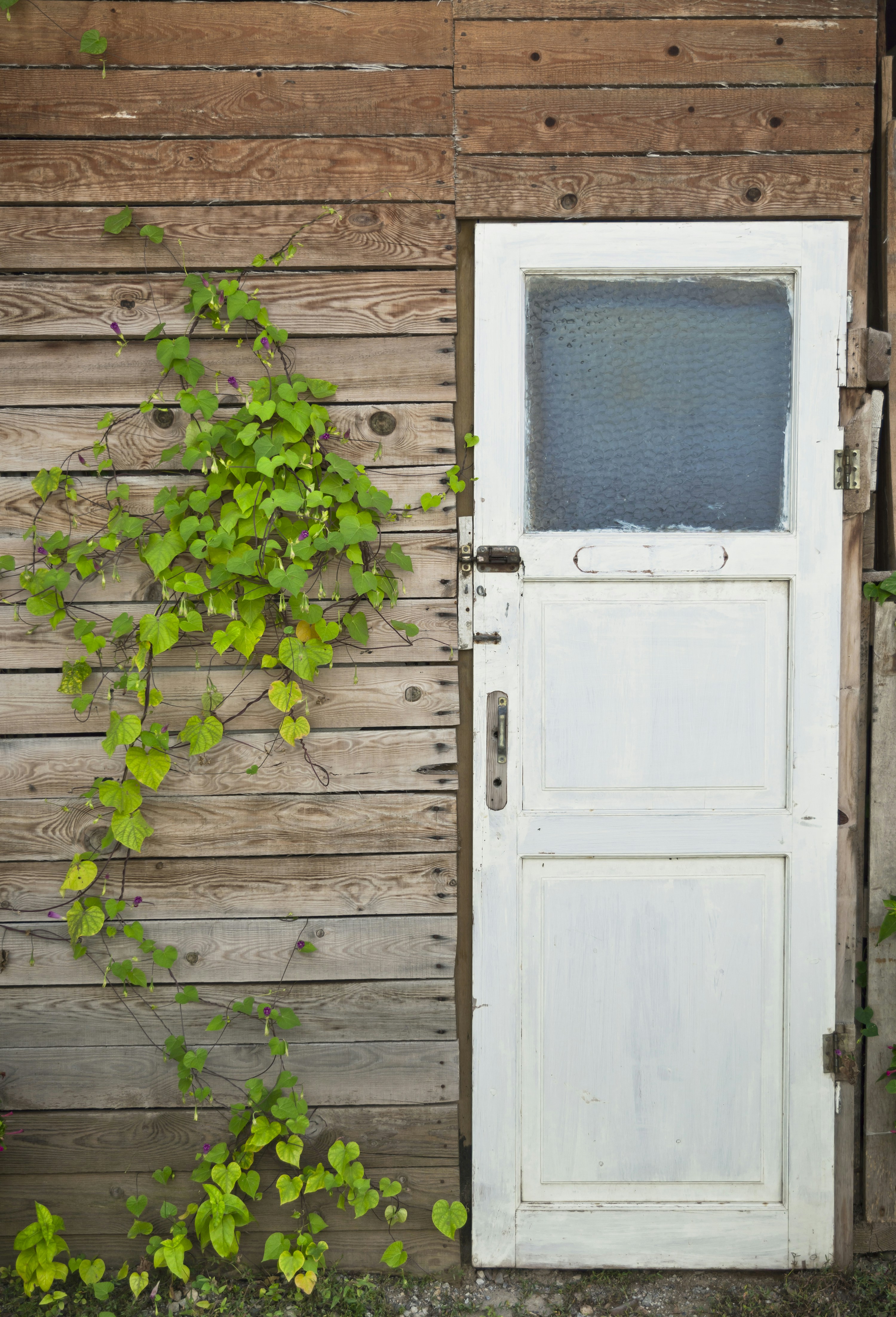 White Door Framed by Ivy on Weathered Wood