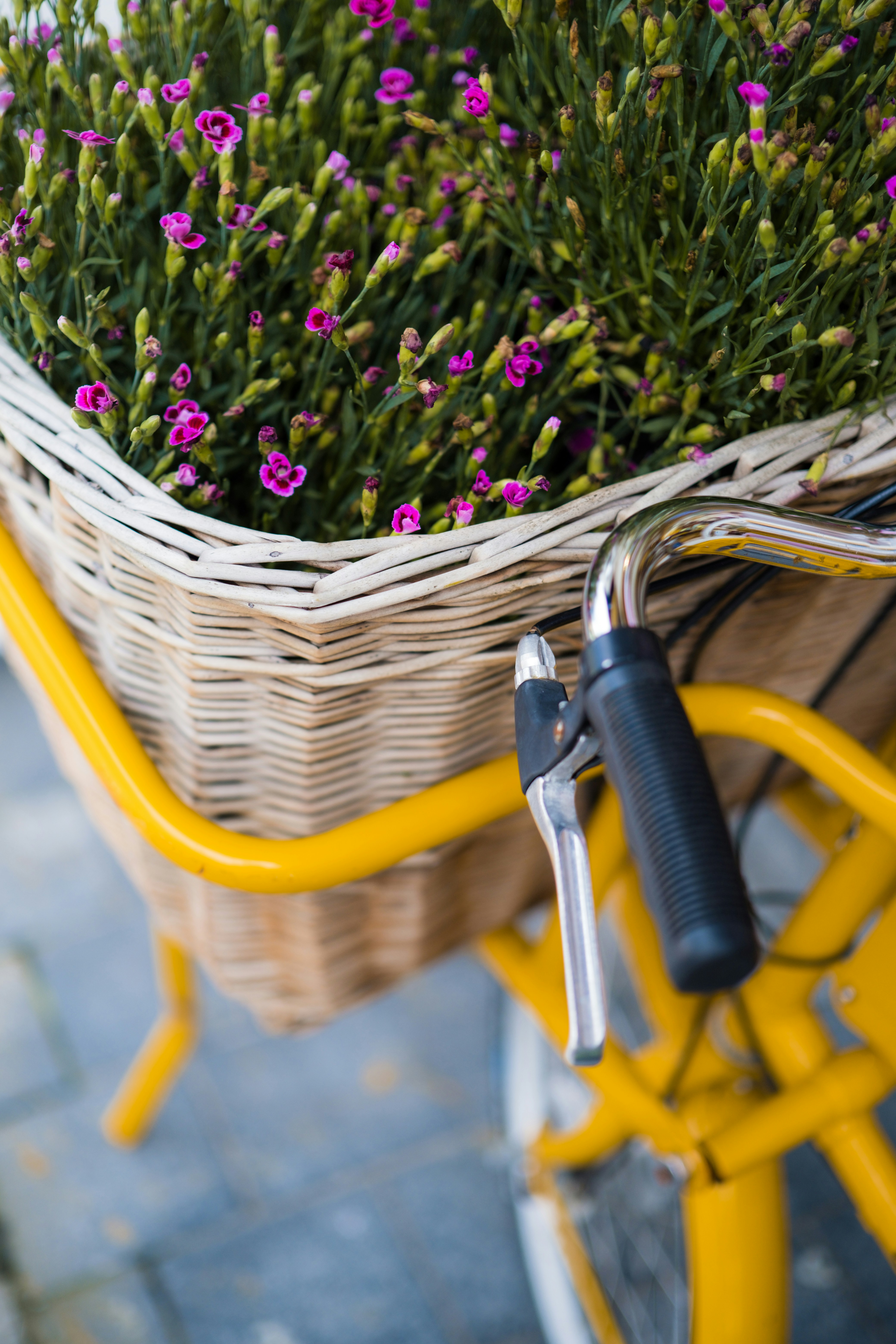 Bright yellow bicycle blooms: a wicker basket of pink flowers on a cheerful ride