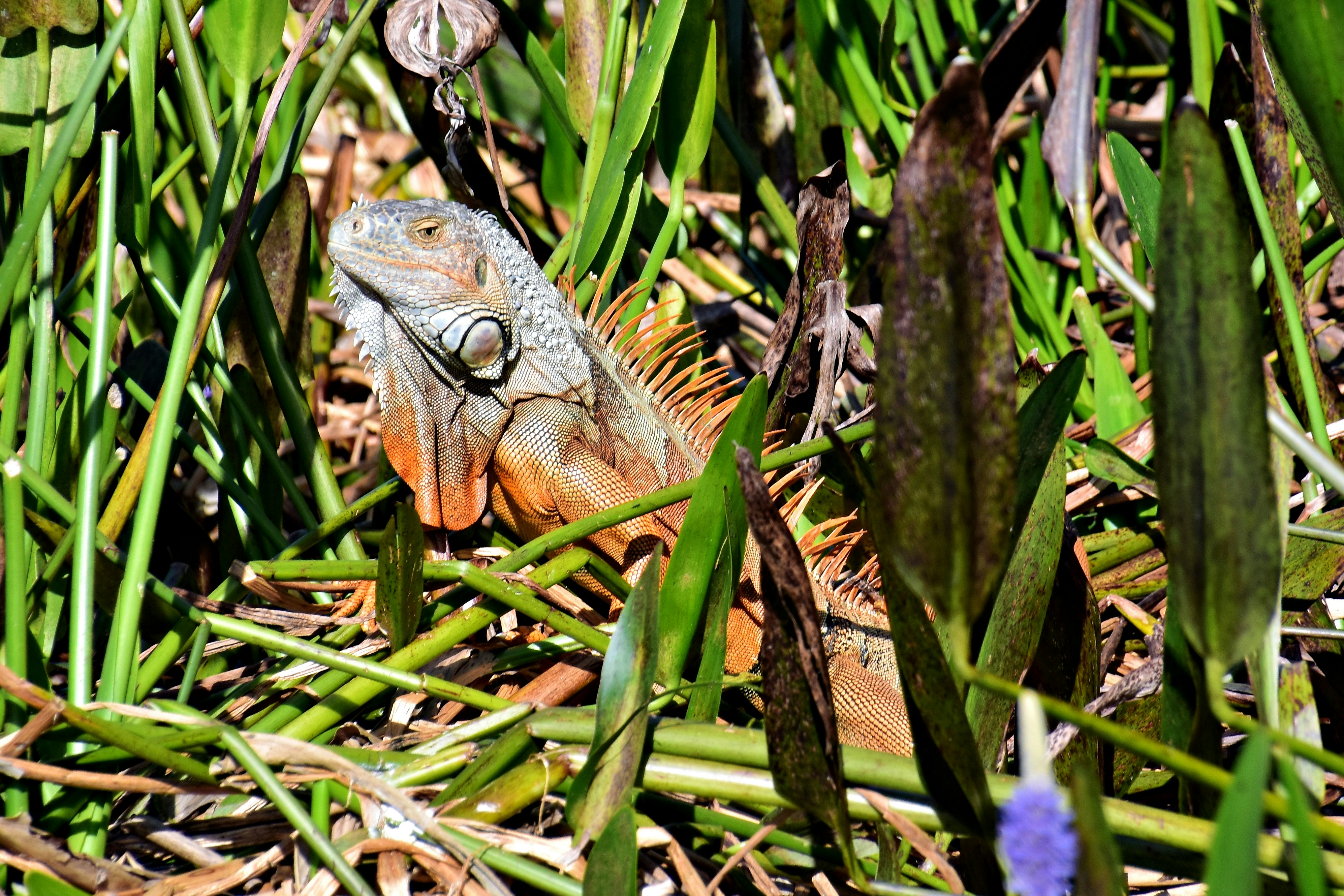 Hidden Among the Reeds: A Close-up of a Sneaky Iguana