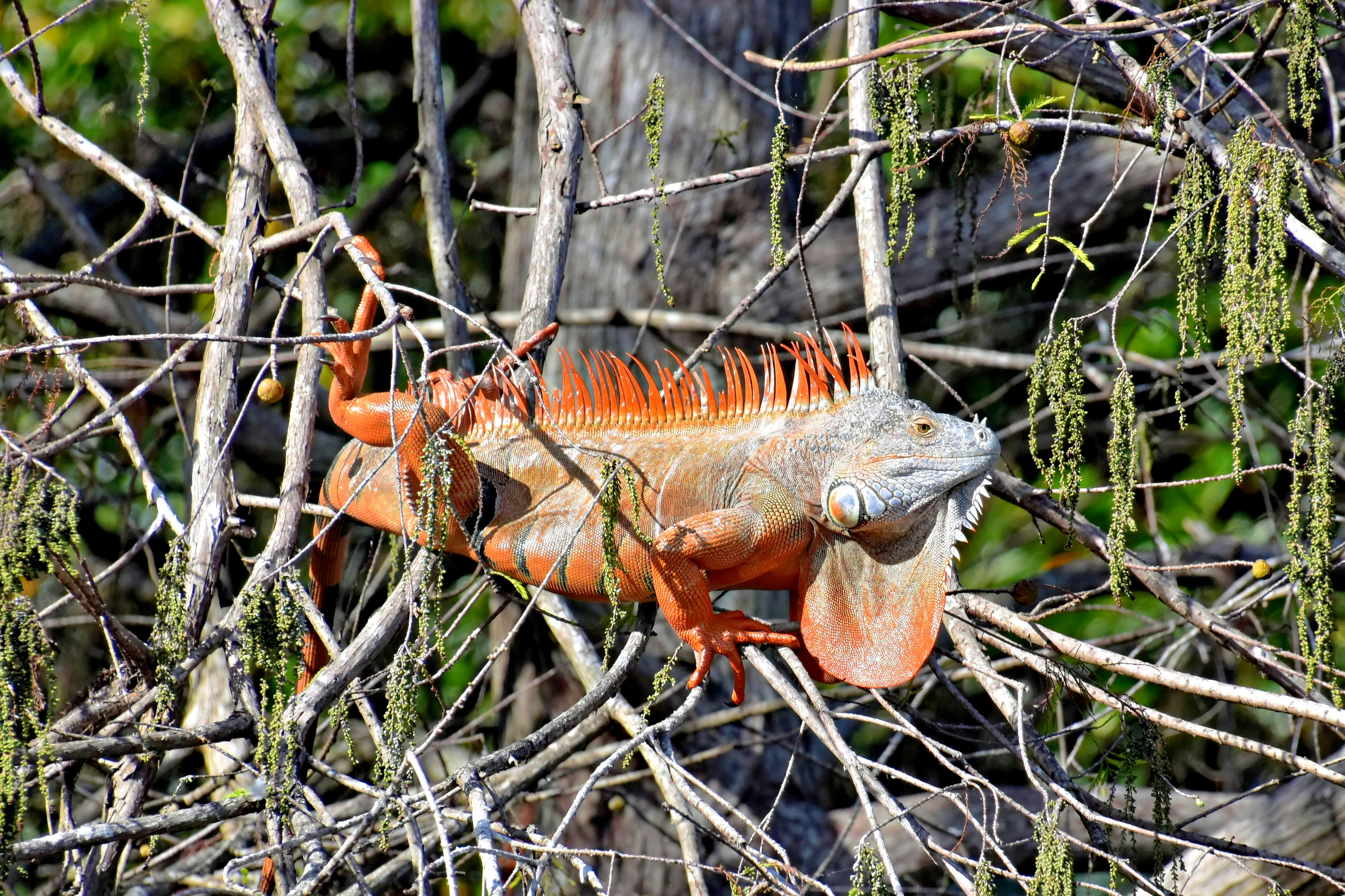 Orange iguana on tangled branches mid-flight