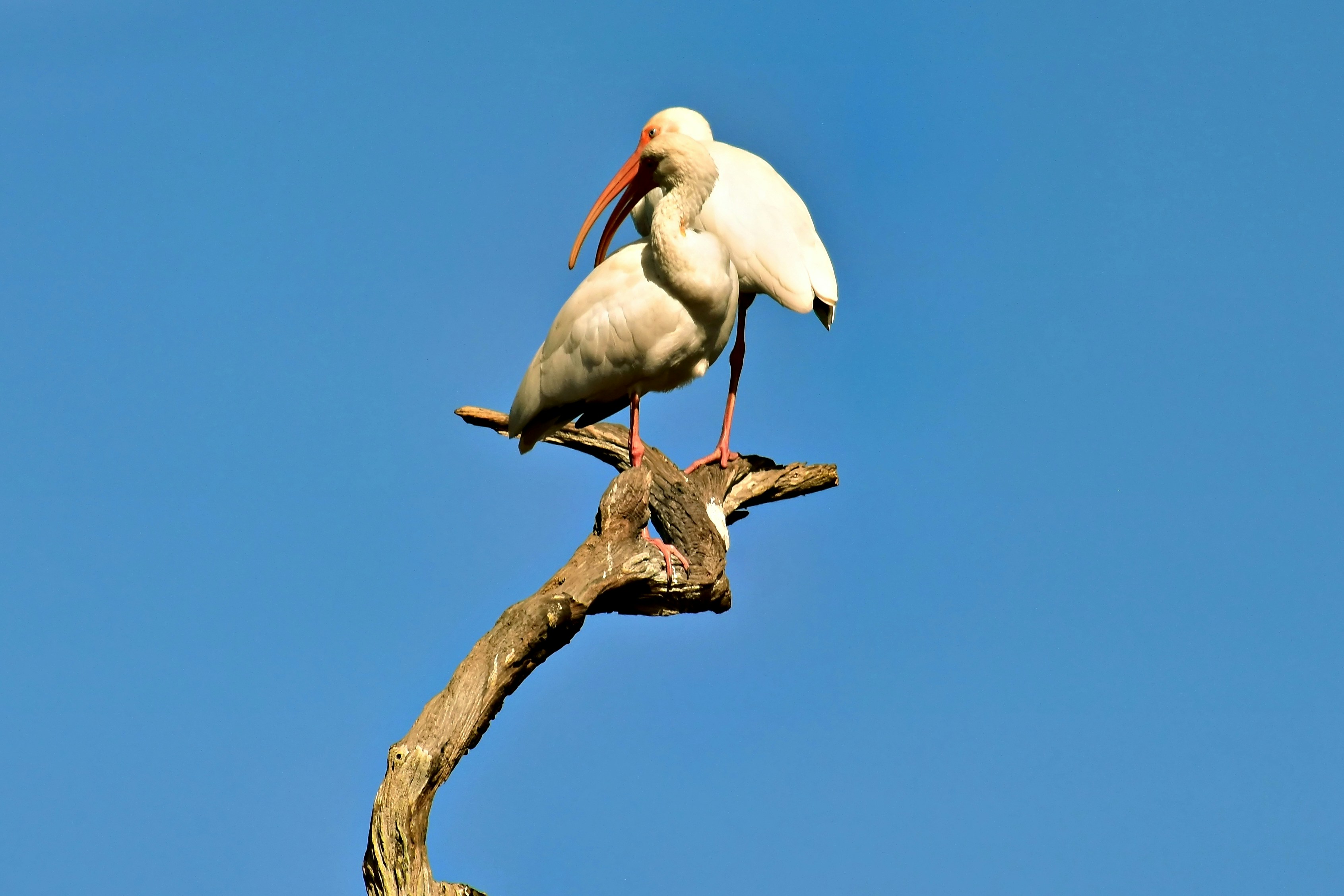 Perched White Ibis with Curved Red Bill Against Clear Sky